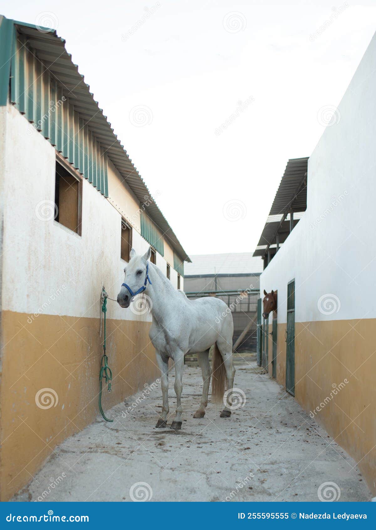 Beautiful White Horse in the Stable Stock Image - Image of building ...