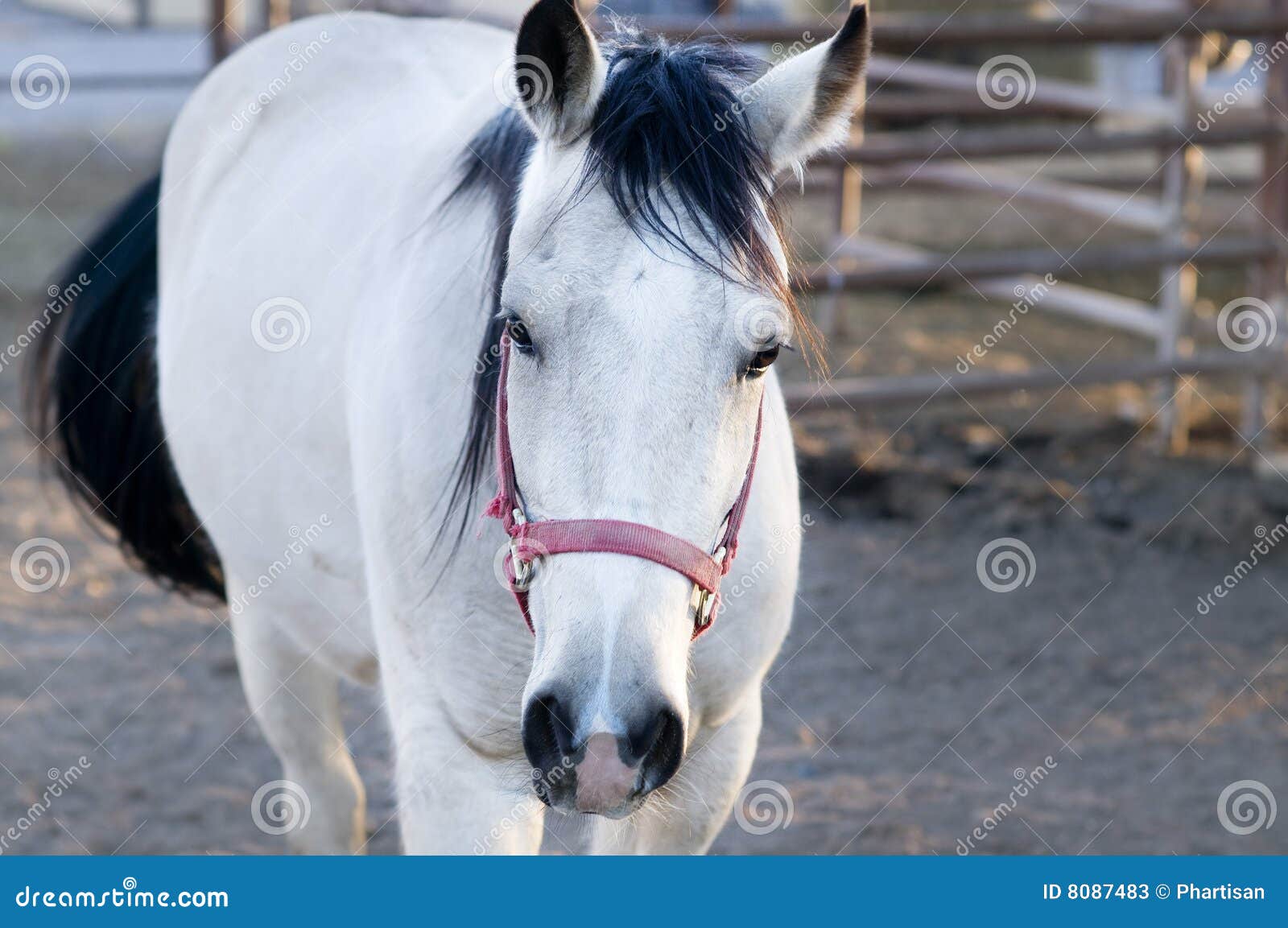 Beautiful White Horse in Stable Stock Image - Image of beautiful ...