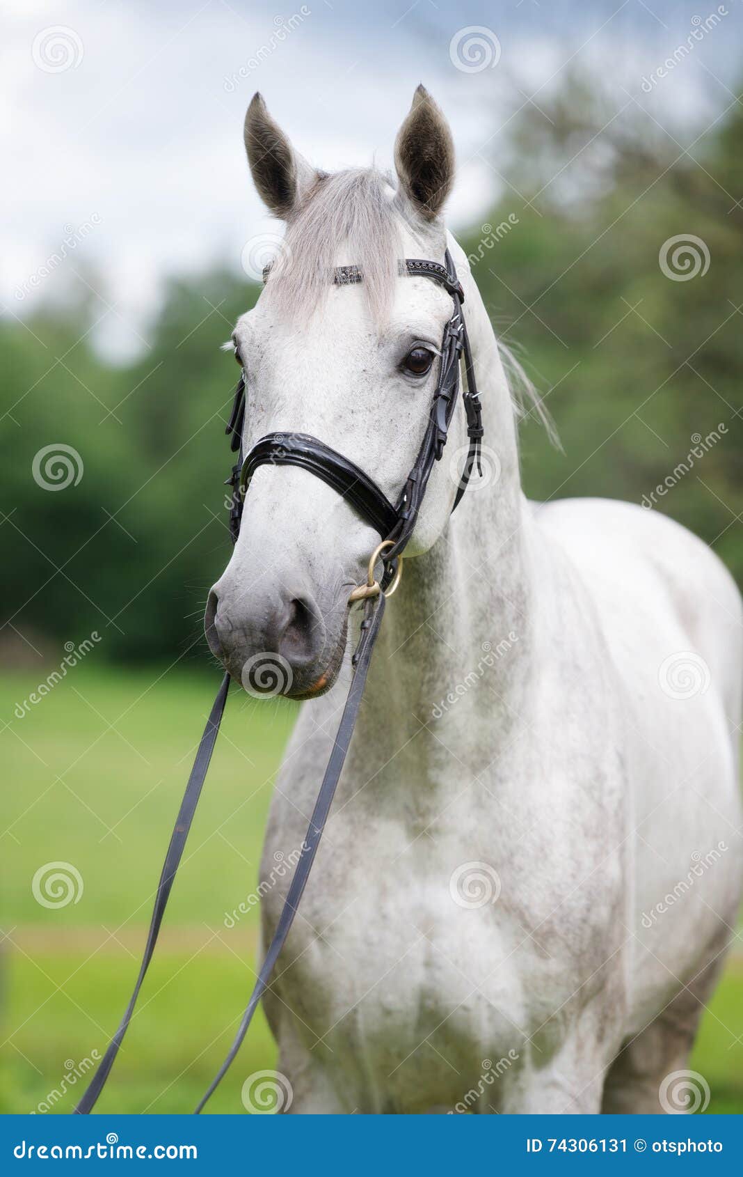 Beautiful White Horse Standing Outdoors Stock Image - Image of white ...