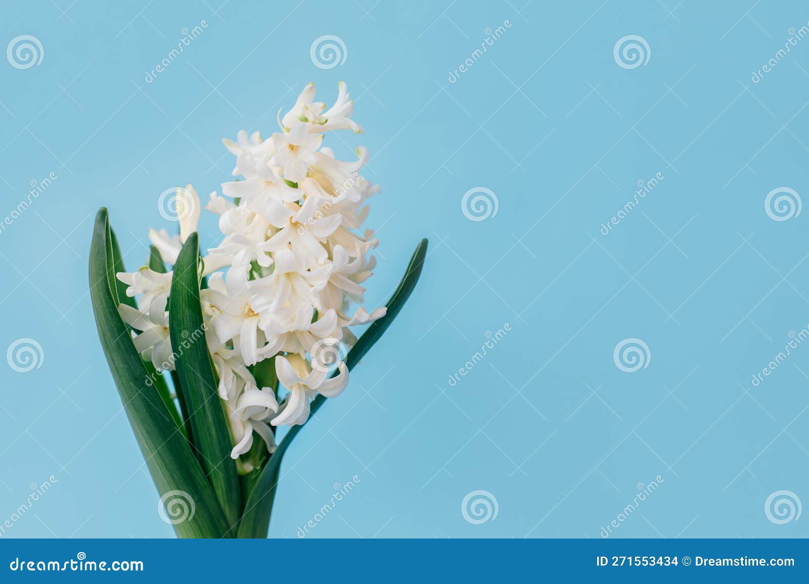 Beautiful White Hyacinth Flower on a Light Blue Background Stock Photo ...