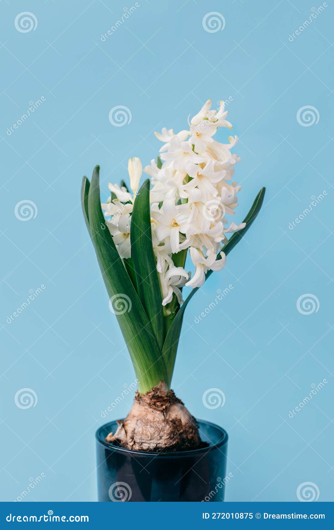 Beautiful White Hyacinth Flower on a Light Blue Background Stock Image ...