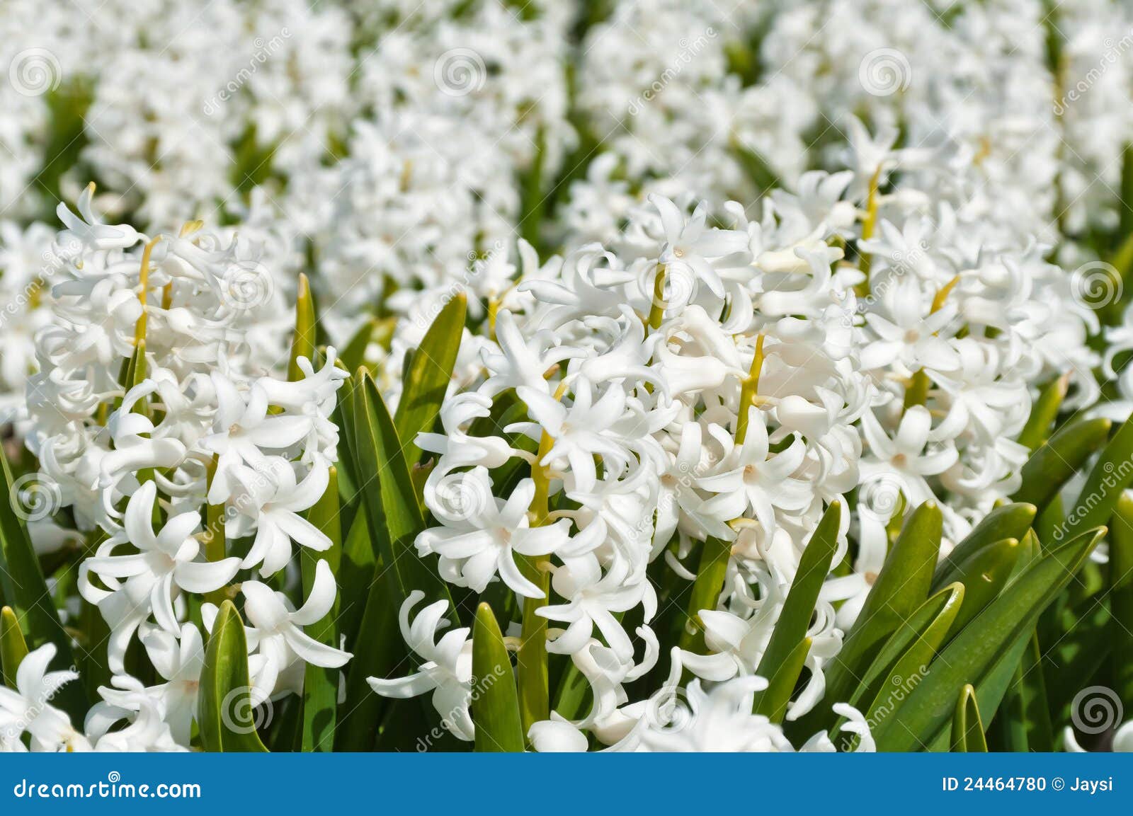 Beautiful White Hyacinth Flowers Stock Photo - Image of macro, bright ...