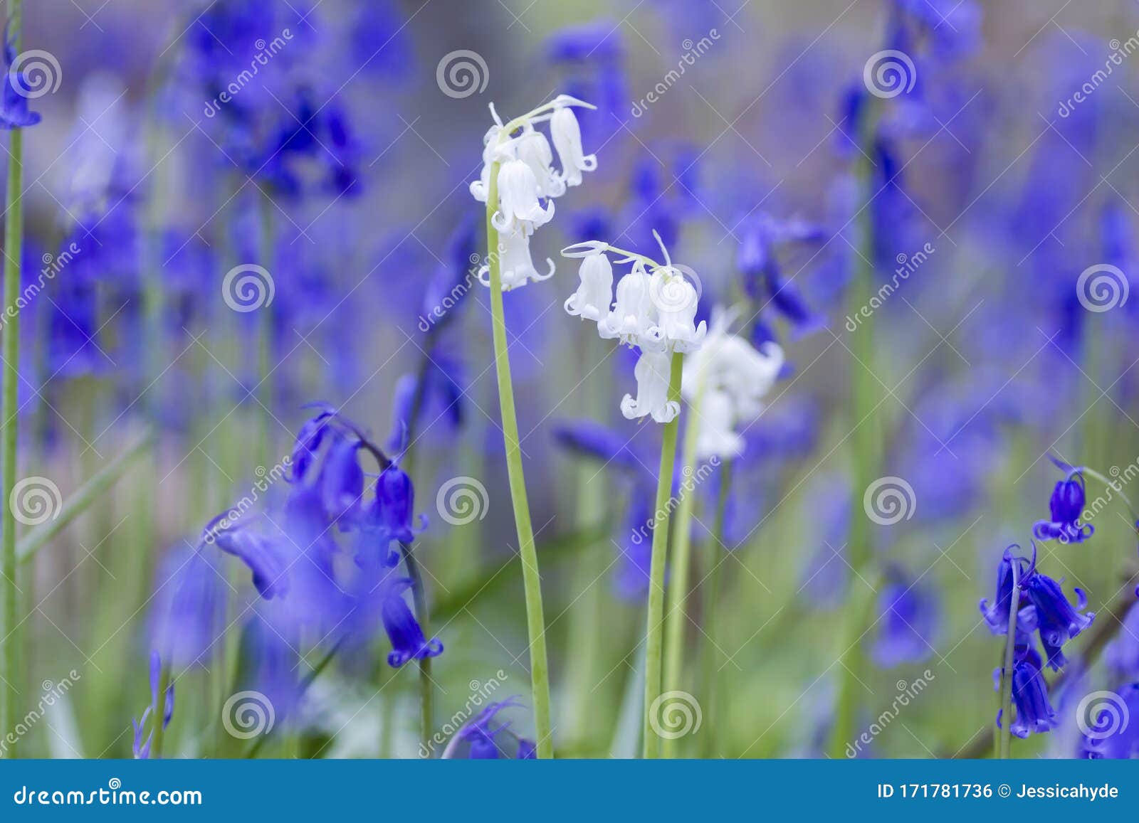 BeautifulWhite Bluebells Flowers Close Up Stock Photo - Image of ...