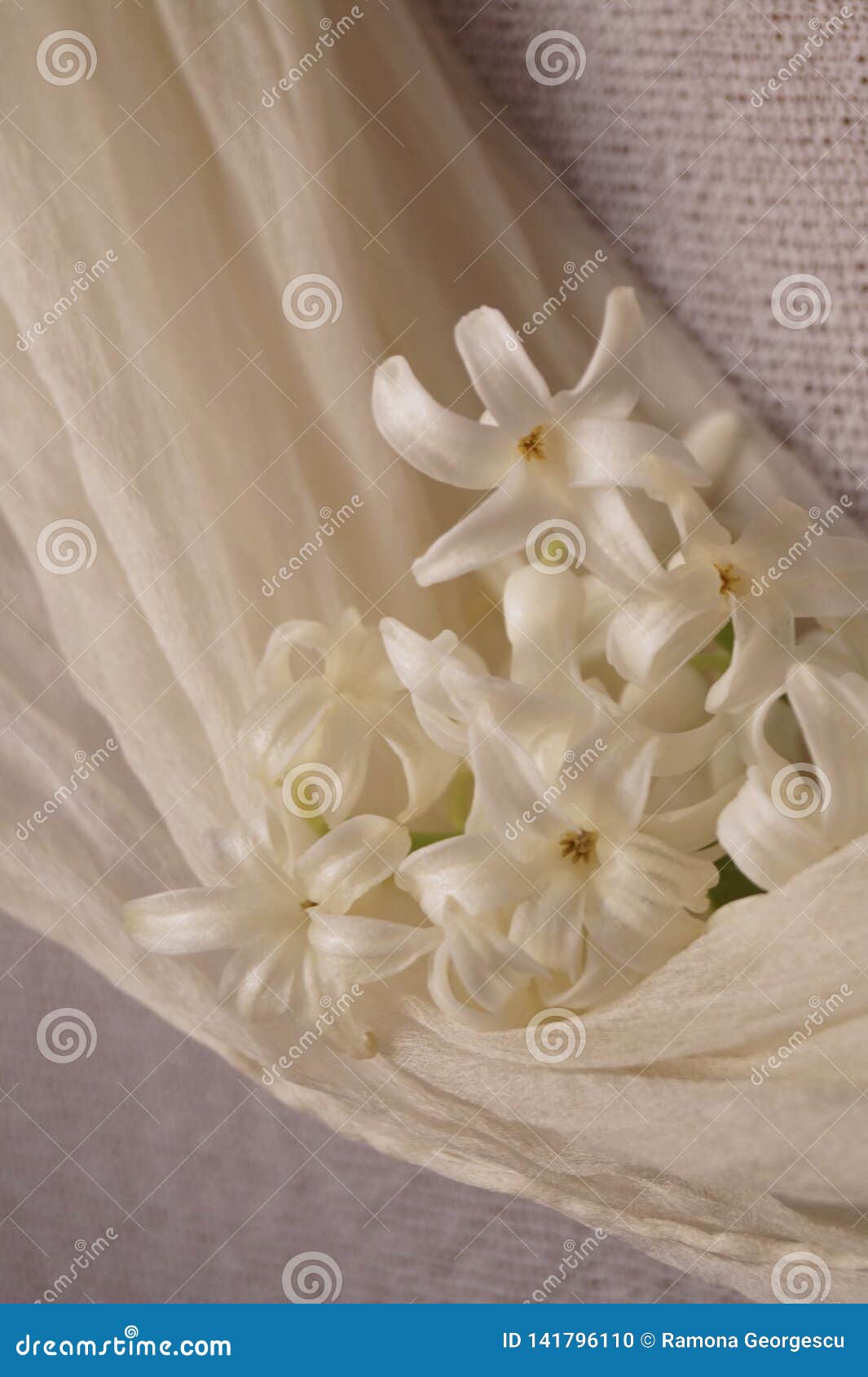 Beautiful Beautiful White Hyacinths Stock Photo - Image of color, flora ...
