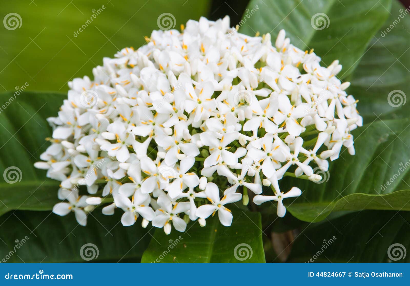Beautiful White Ixora Flower Stock Image - Image of growth, color: 44824667