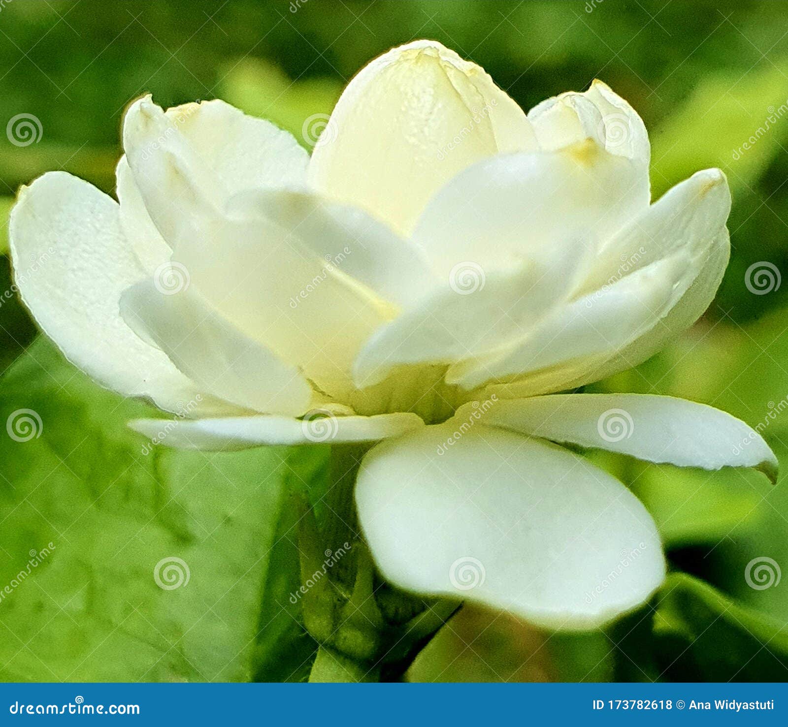 A Beautiful White Jasmine Flower Stock Photo - Image of head, jasmine ...