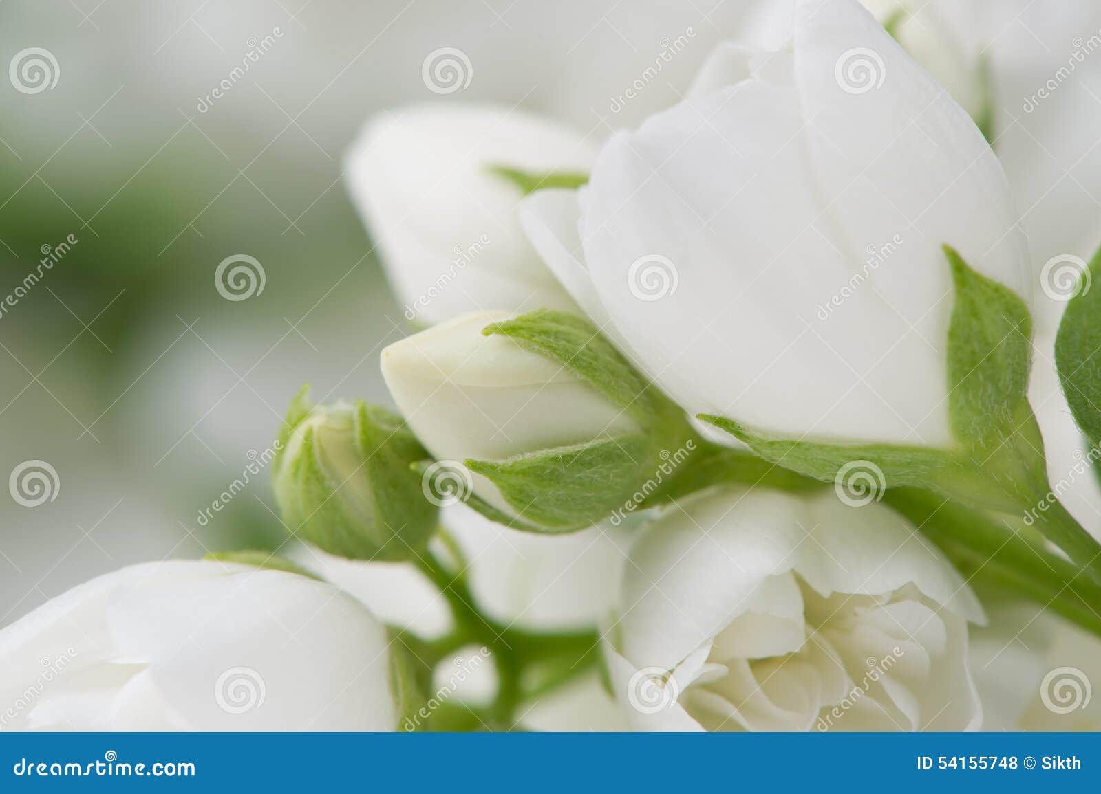 Beautiful White Jasmine Flowers Macro Stock Photo - Image of closeup ...