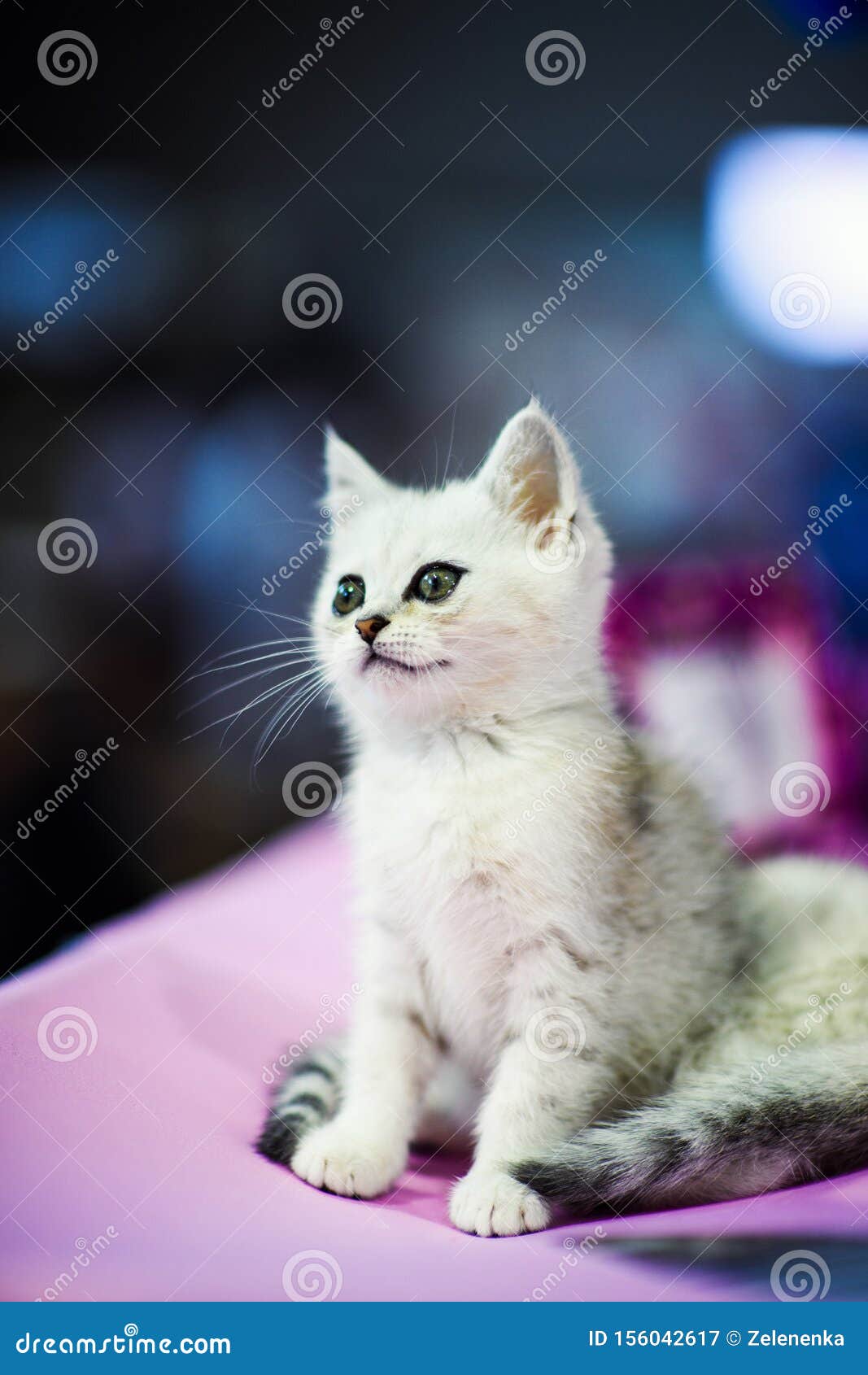 Beautiful white kitten stock image. Image of fluffy - 156042617