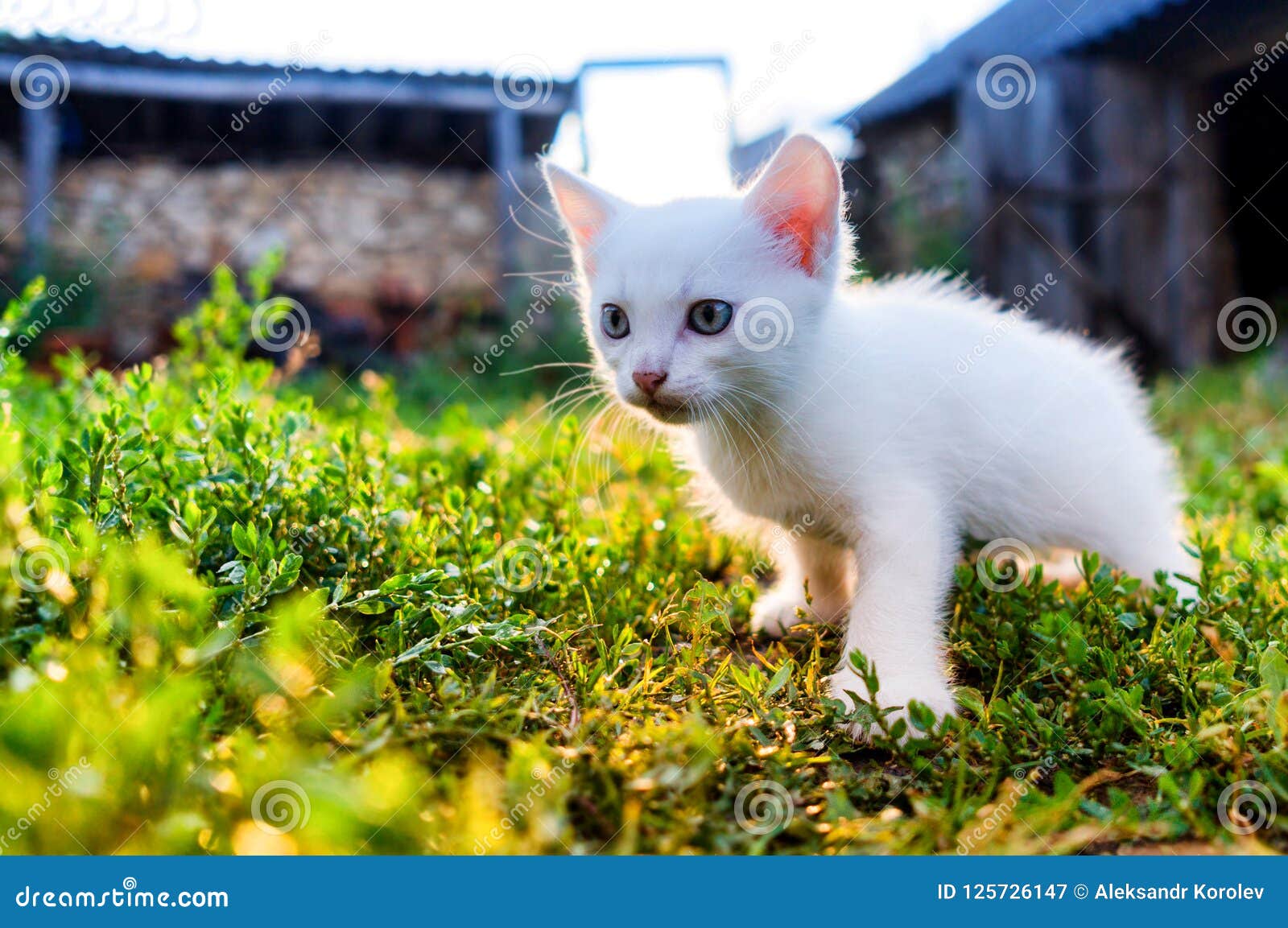 A Beautiful White Kitten is Walking on the Grass, in the Rays of the ...