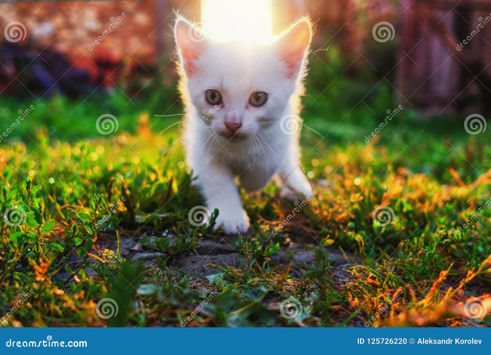 A Beautiful White Kitten is Walking on the Grass, in the Rays of the ...