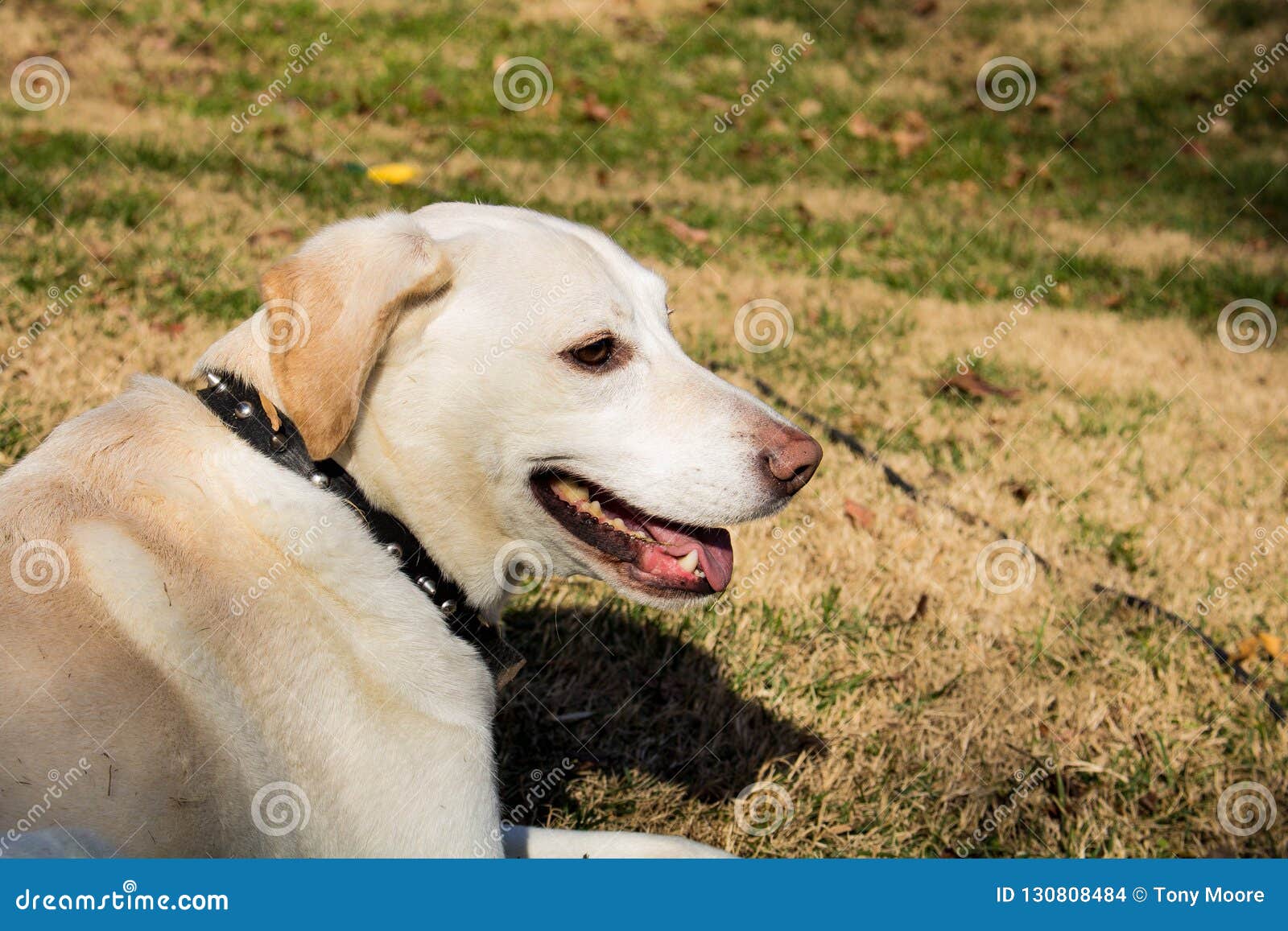 White Lab in the Sun stock photo. Image of labrador - 130808484