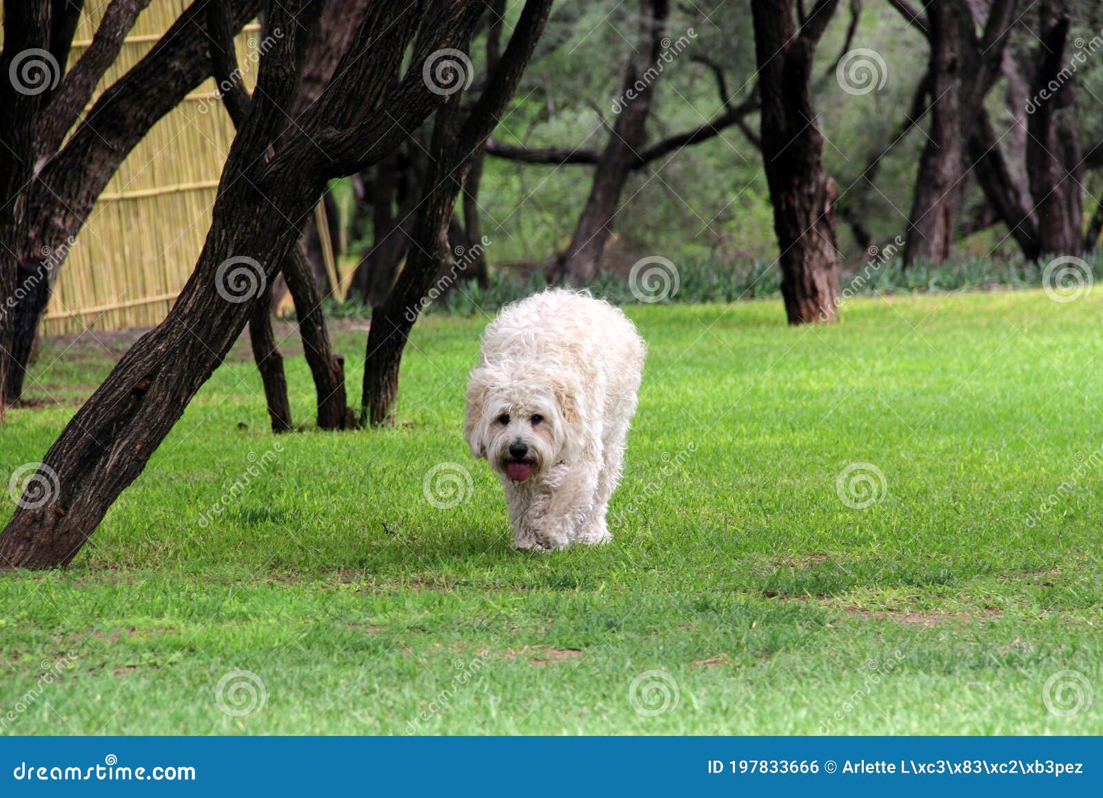 Beautiful White Labradoodle Medium Breed Dog, Walking in the Grass by ...