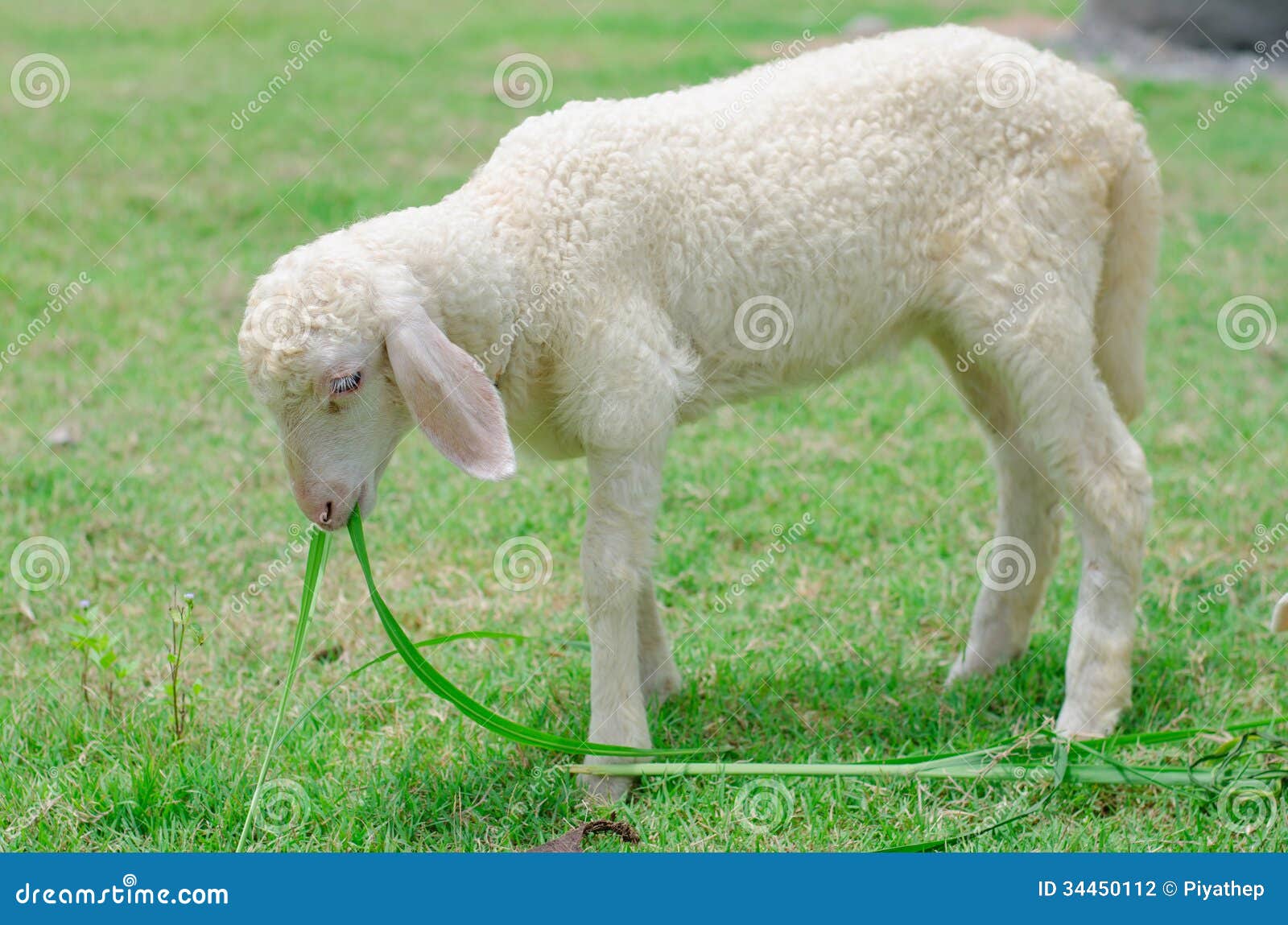 Beautiful white lamb stock photo. Image of innocent, spring - 34450112