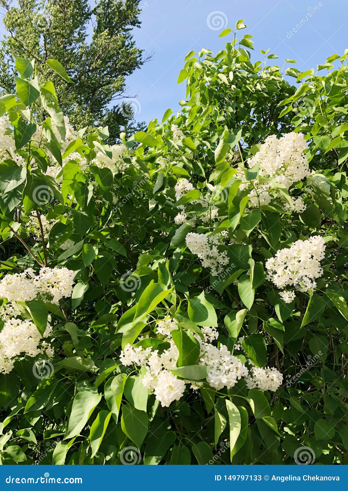 Beautiful White Lilac Tree in the Park View Stock Image - Image of ...