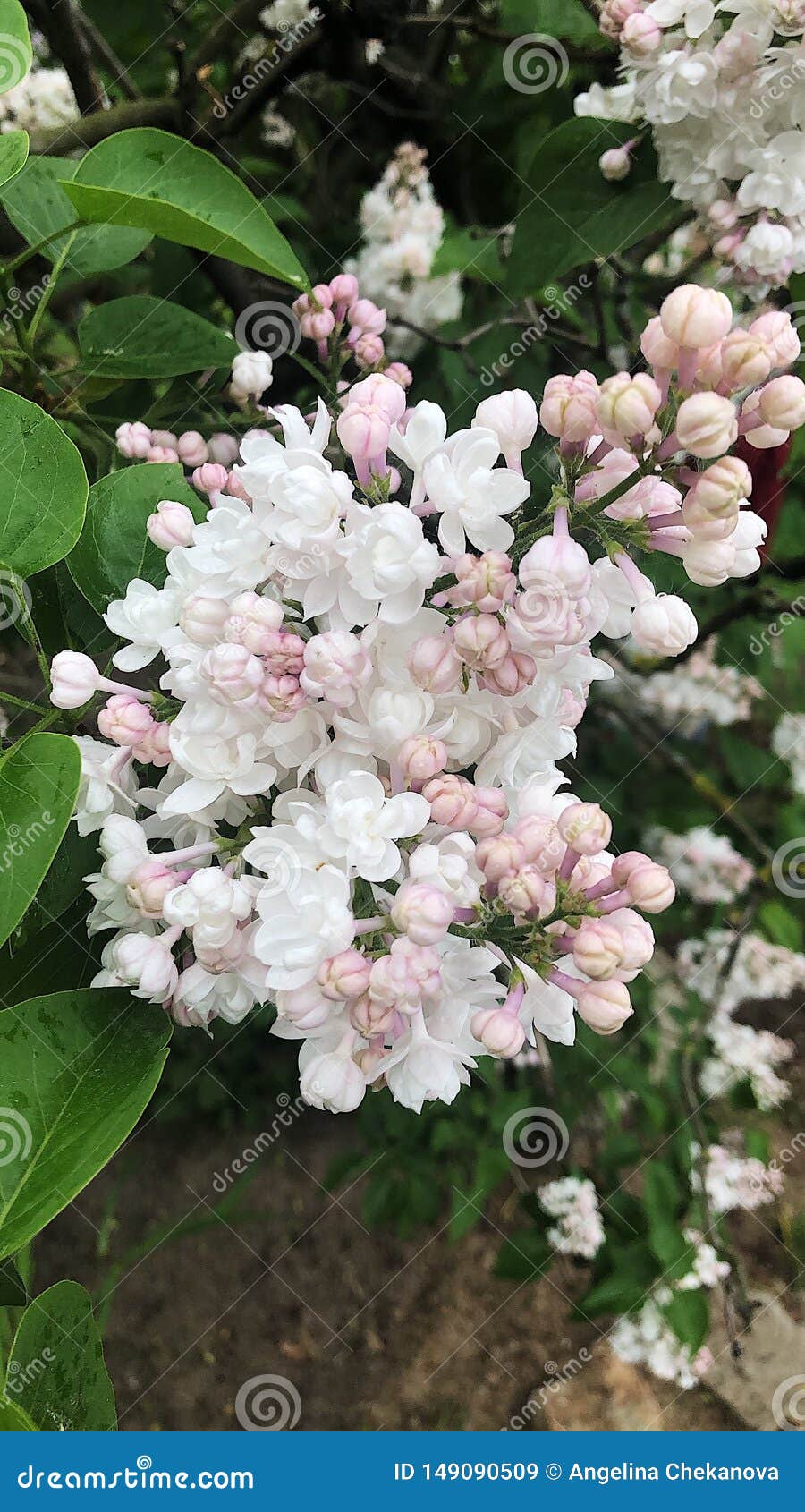 Beautiful White Lilac Tree in the Park View Stock Image - Image of ...