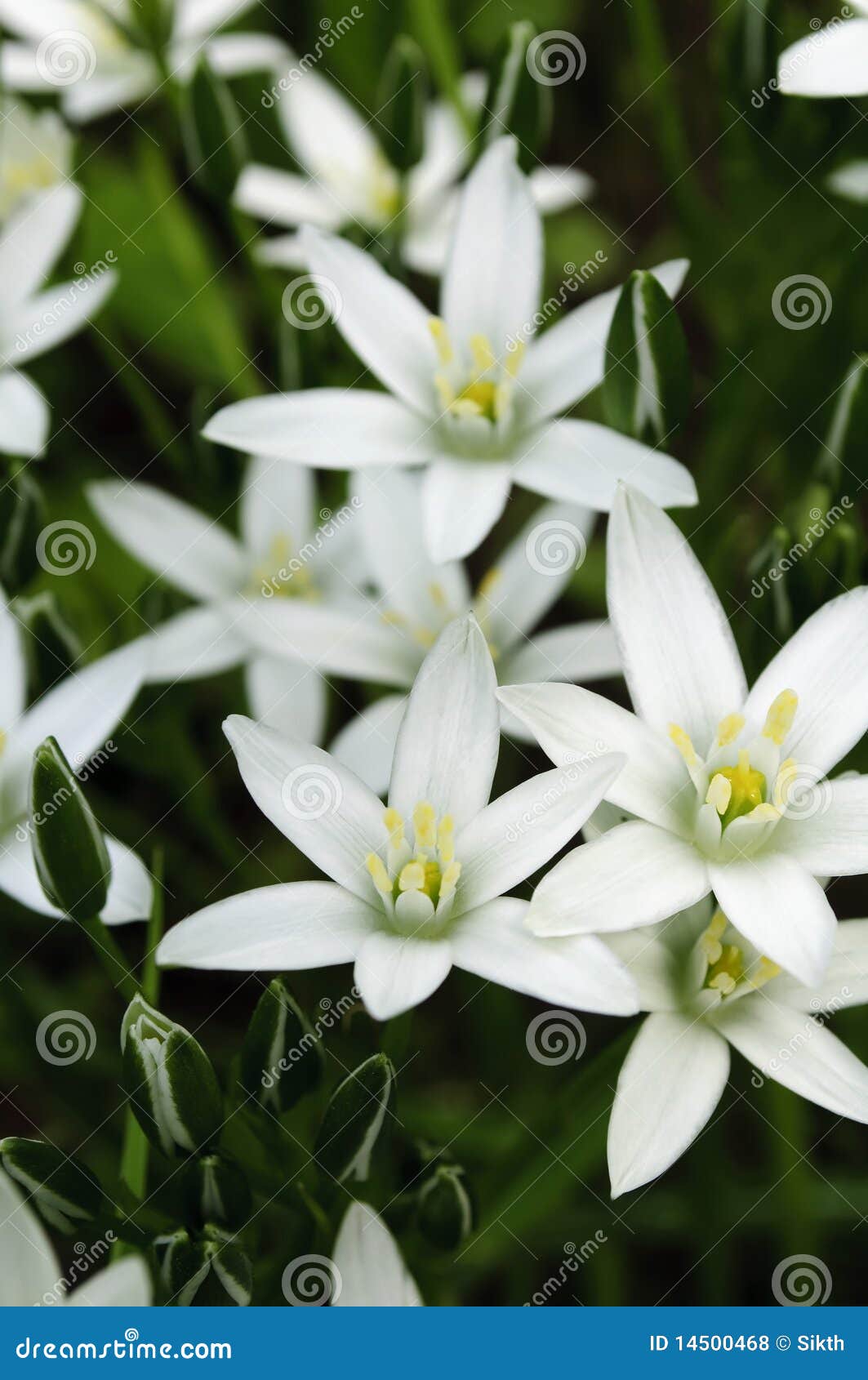 Beautiful White Lilies stock photo. Image of environment - 14500468