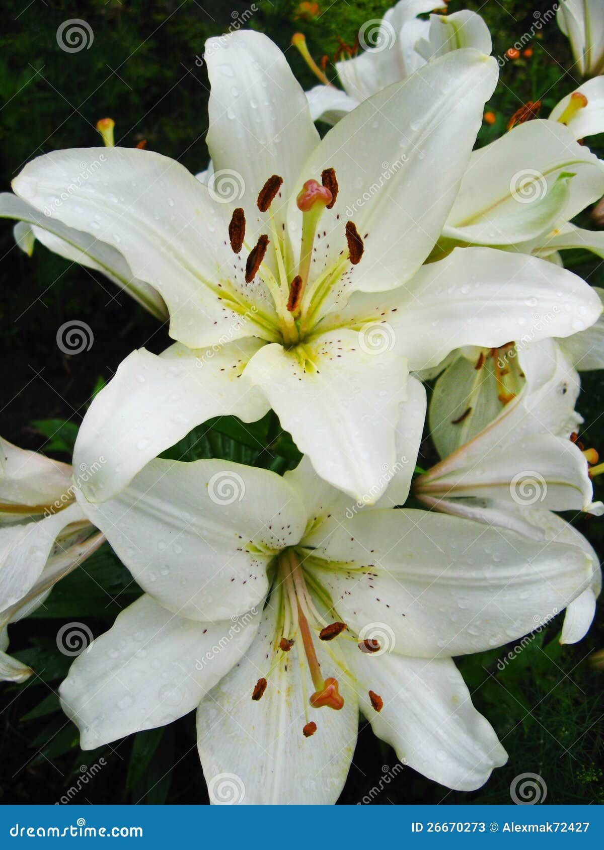Beautiful white lilies stock image. Image of health, beauty - 26670273