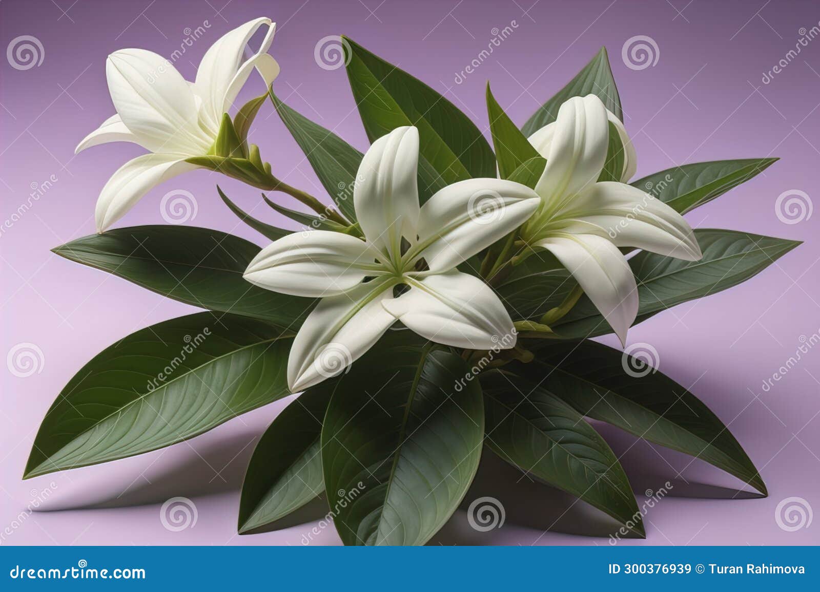 Beautiful White Lilies on Solid Color Background, Closeup. Floral Decor ...