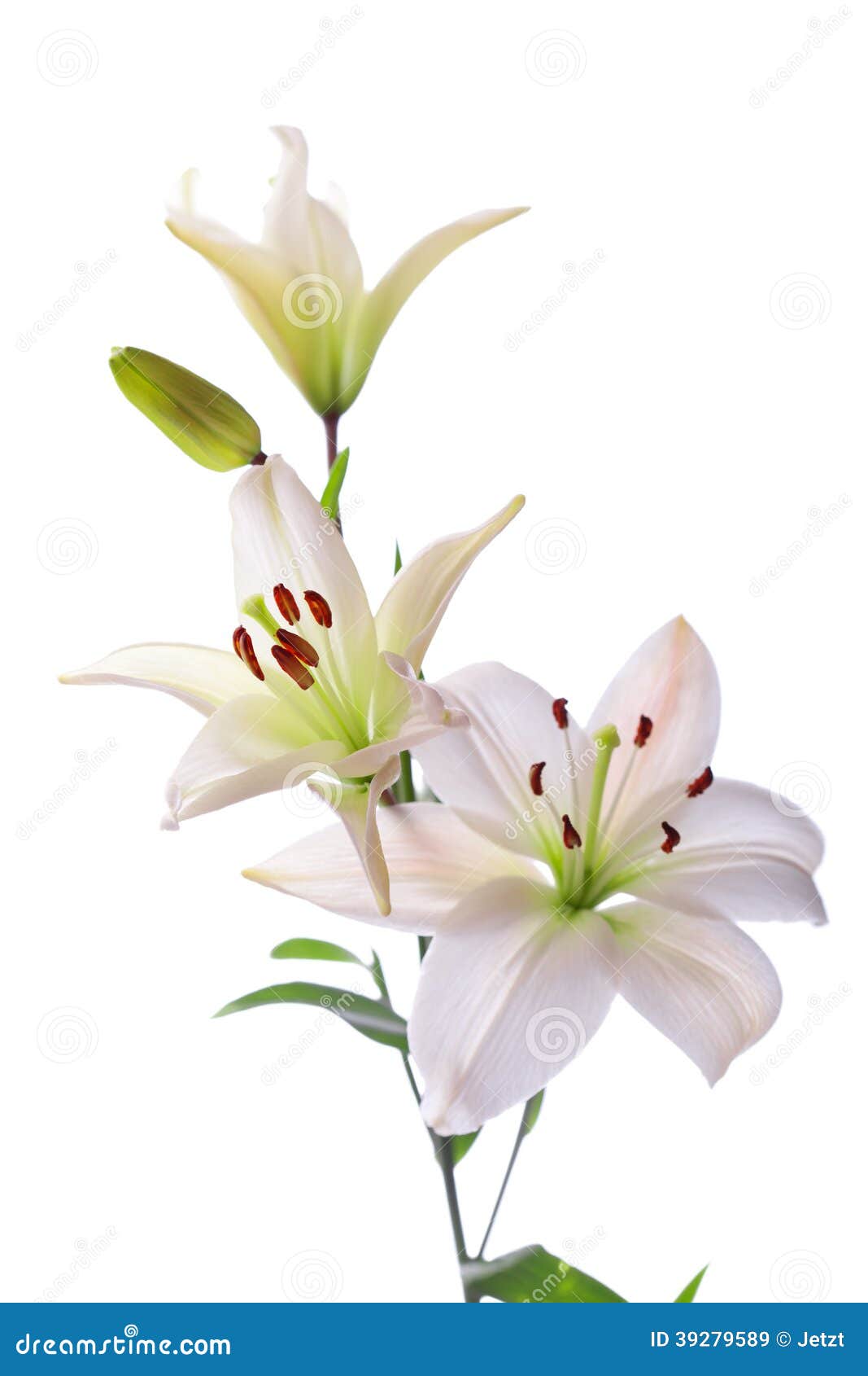 Beautiful White Lilies, on White Stock Image - Image of bloom, flowers ...