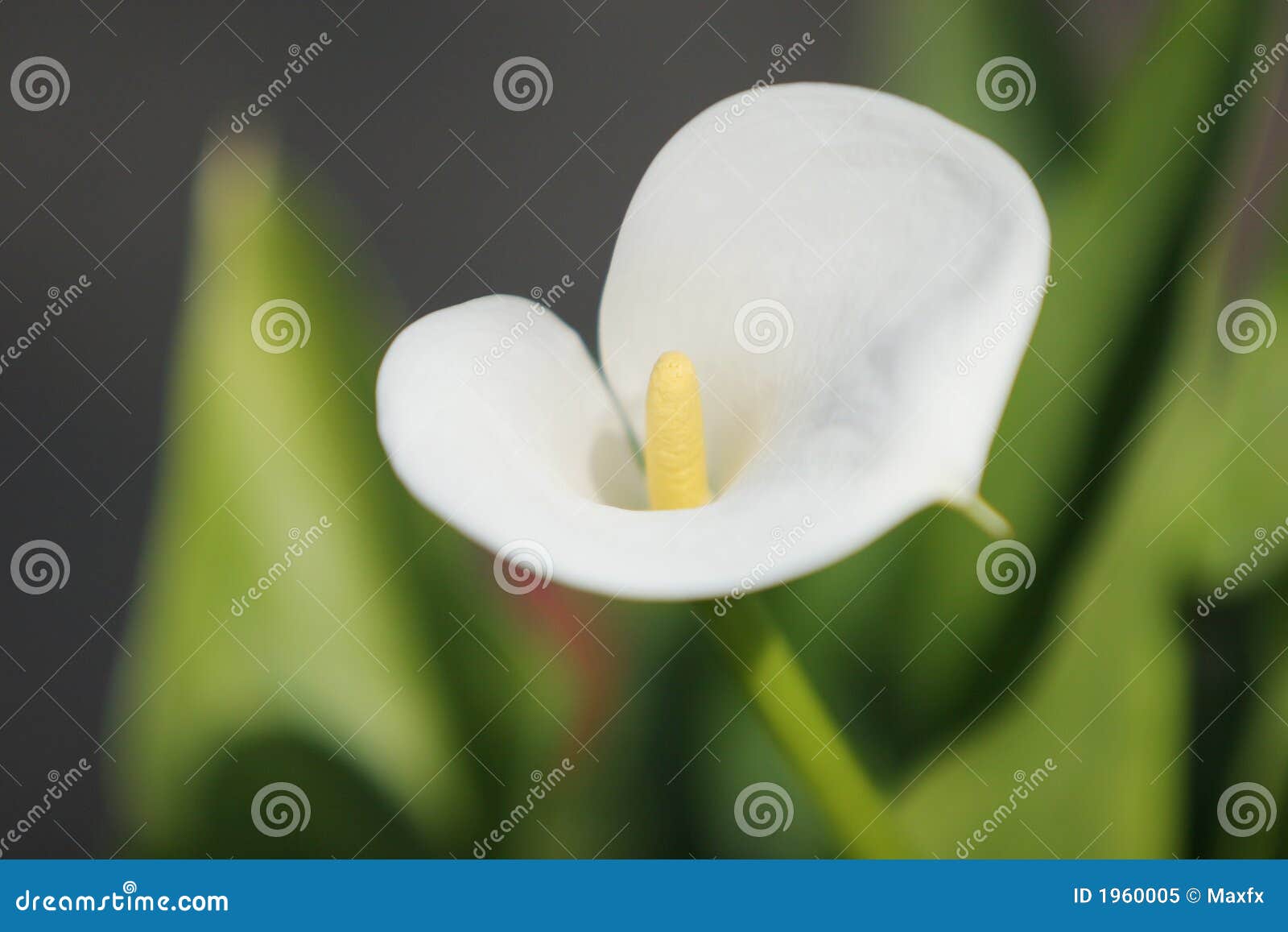 Beautiful white lily stock image. Image of blossoming - 1960005