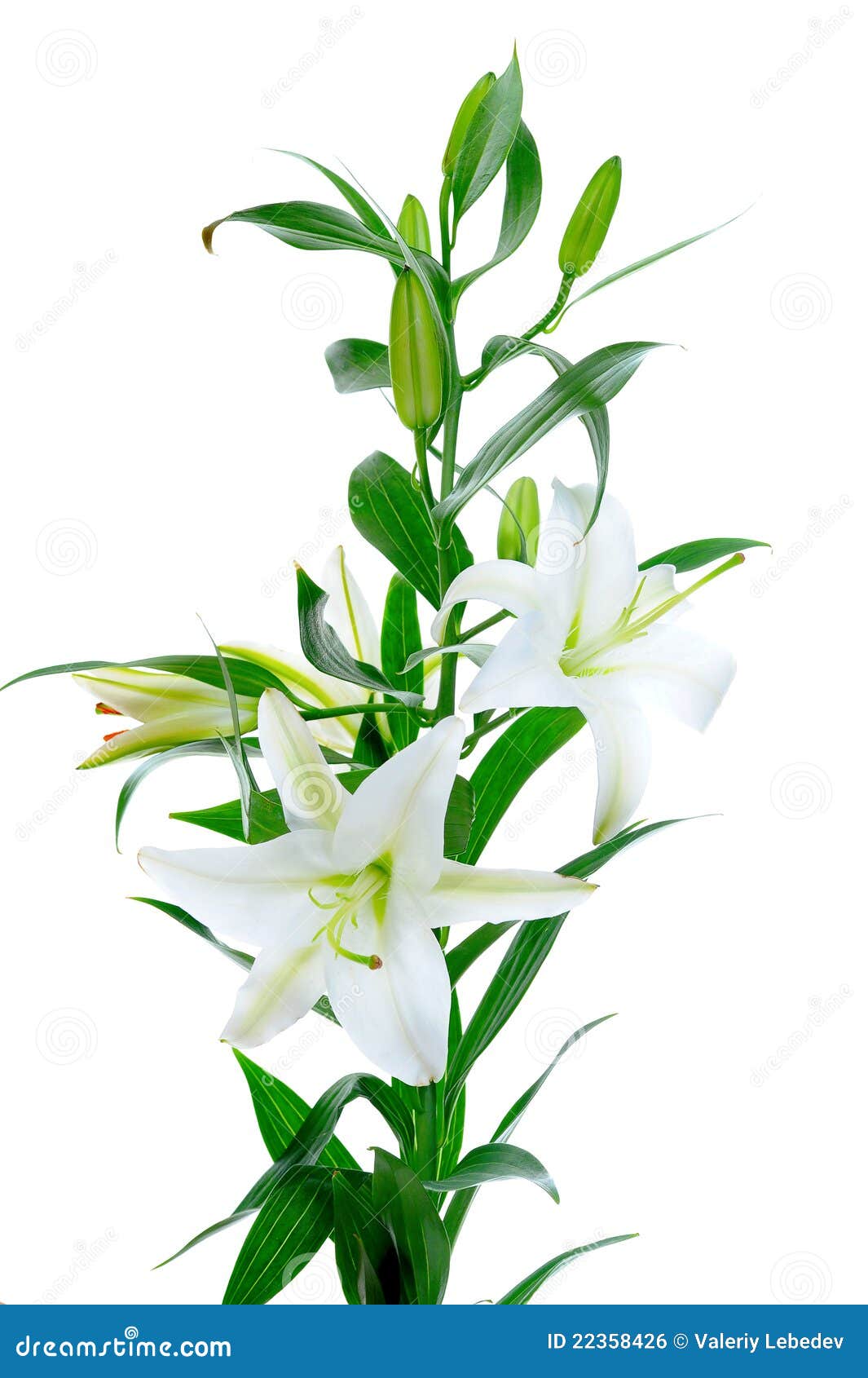 Beautiful White Lily Flowers Stock Photo - Image of elegance, beauty ...