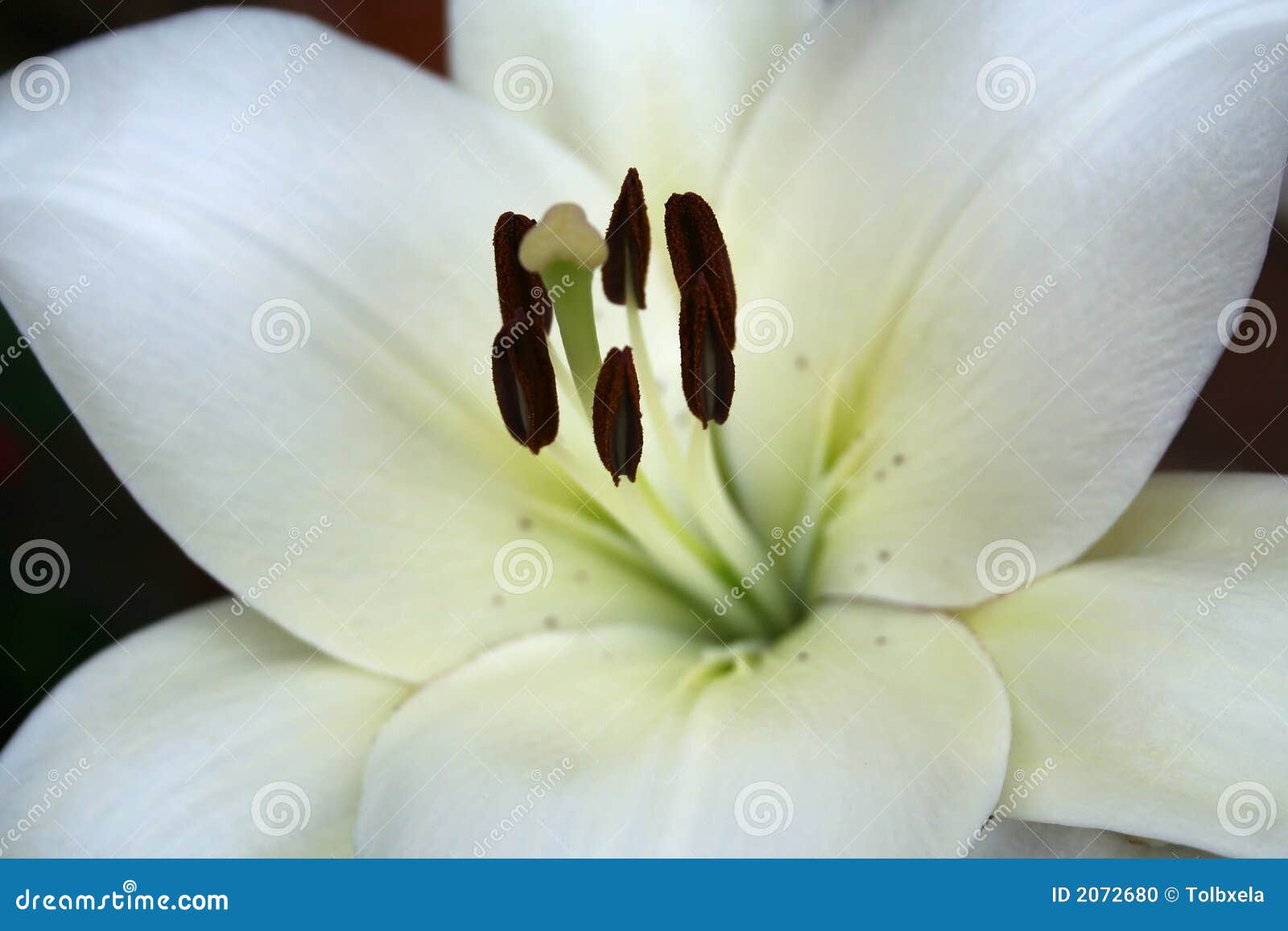 Beautiful White Lily Macro stock photo. Image of head - 2072680
