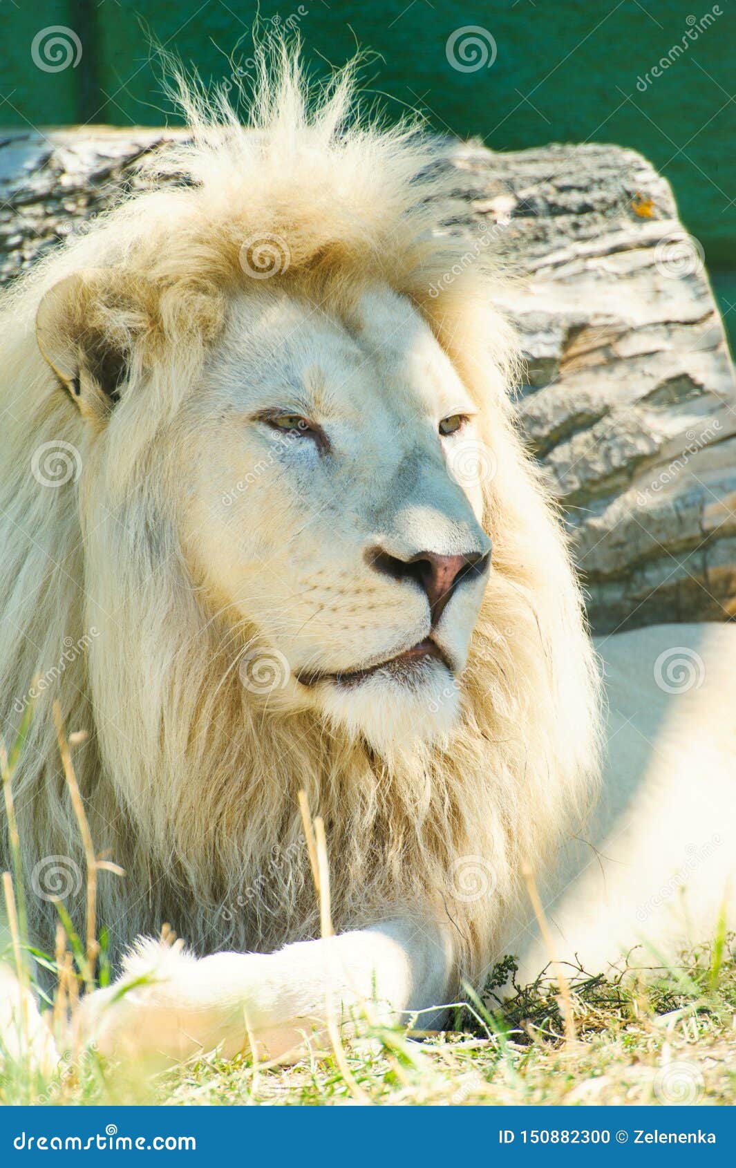 Beautiful White Lion