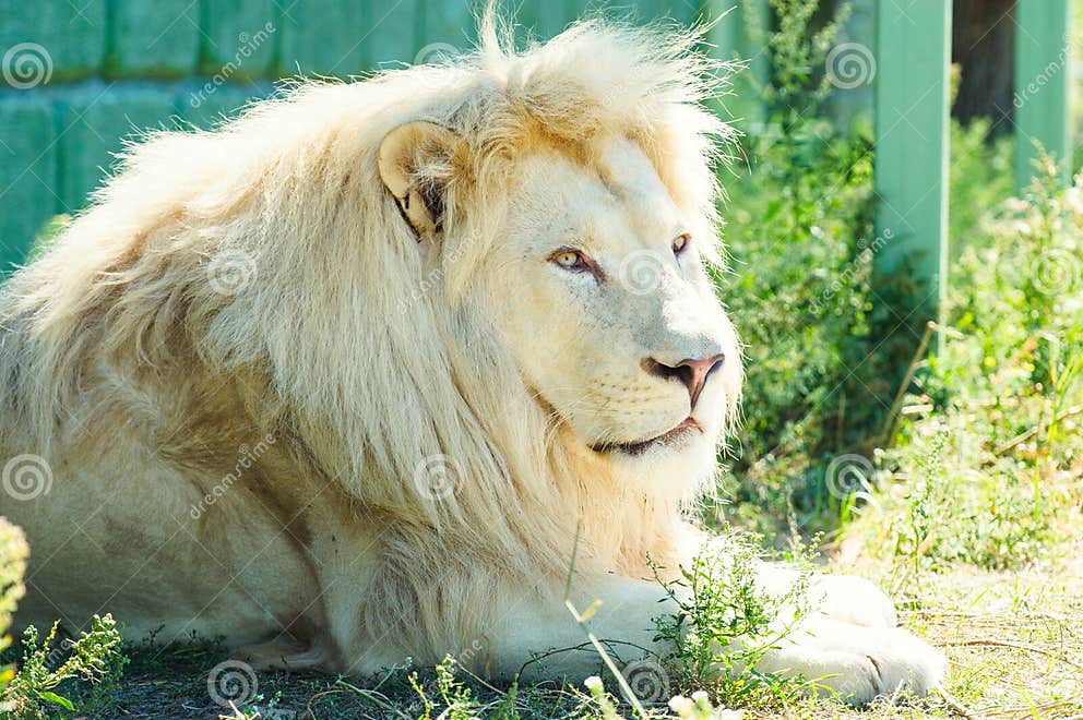 Beautiful white lion stock photo. Image of mane, beautiful - 150882312