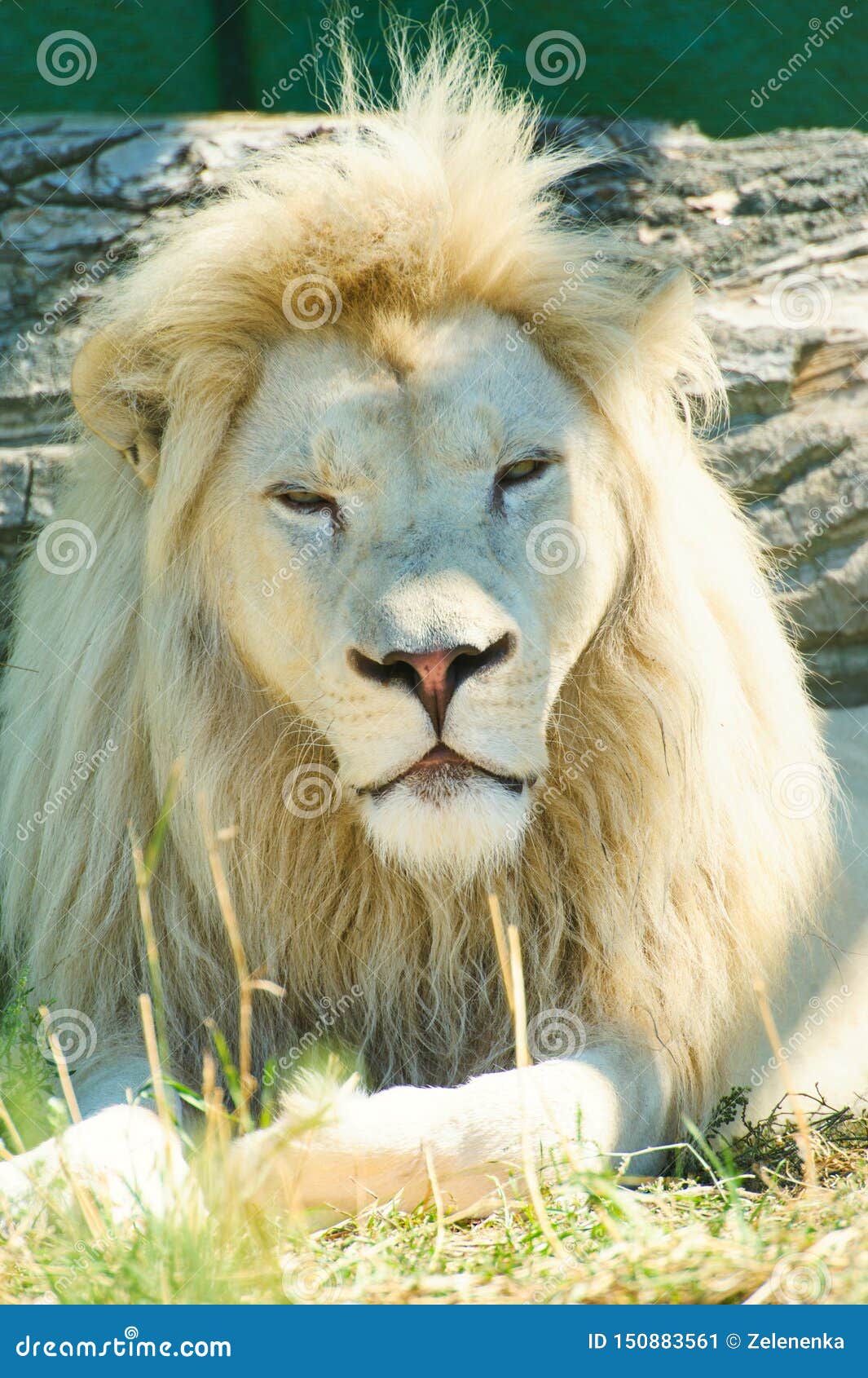 Beautiful white lion stock image. Image of animal, white - 150883561