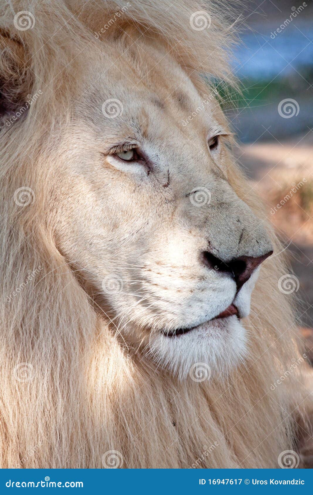 Beautiful white lion stock image. Image of young, hair - 16947617
