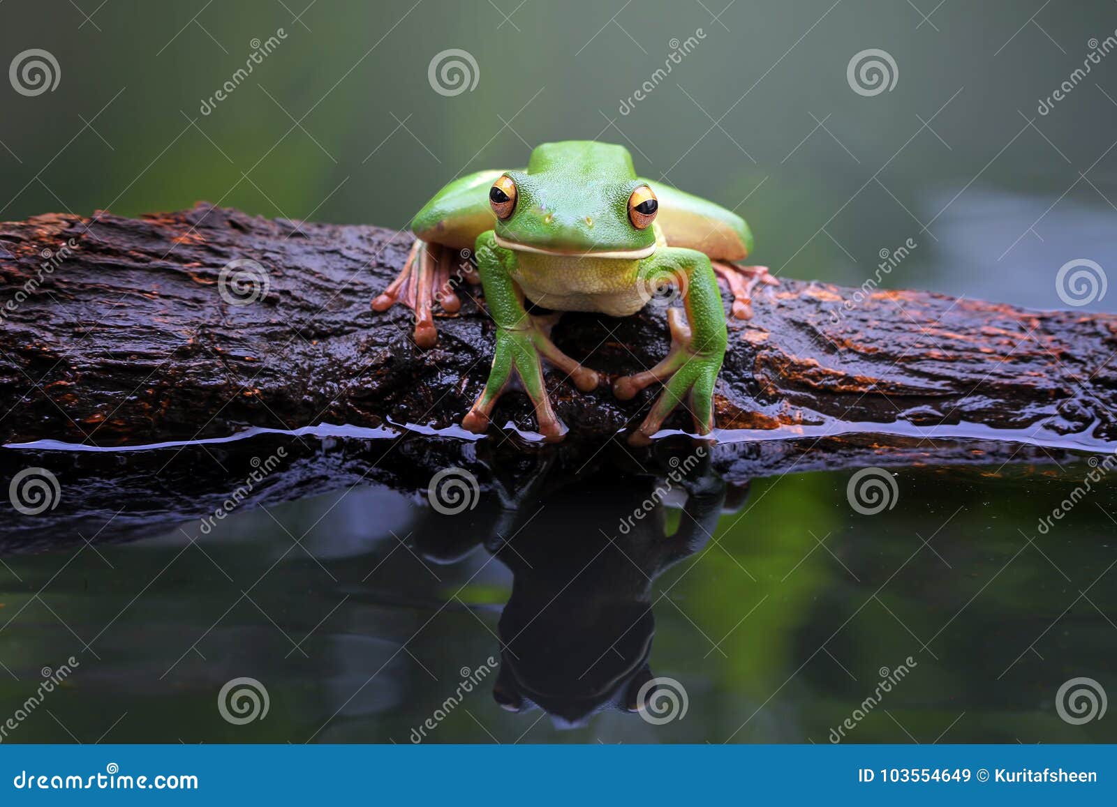 Beautiful White Lipped Tree Frog in Reflection Stock Image - Image of ...