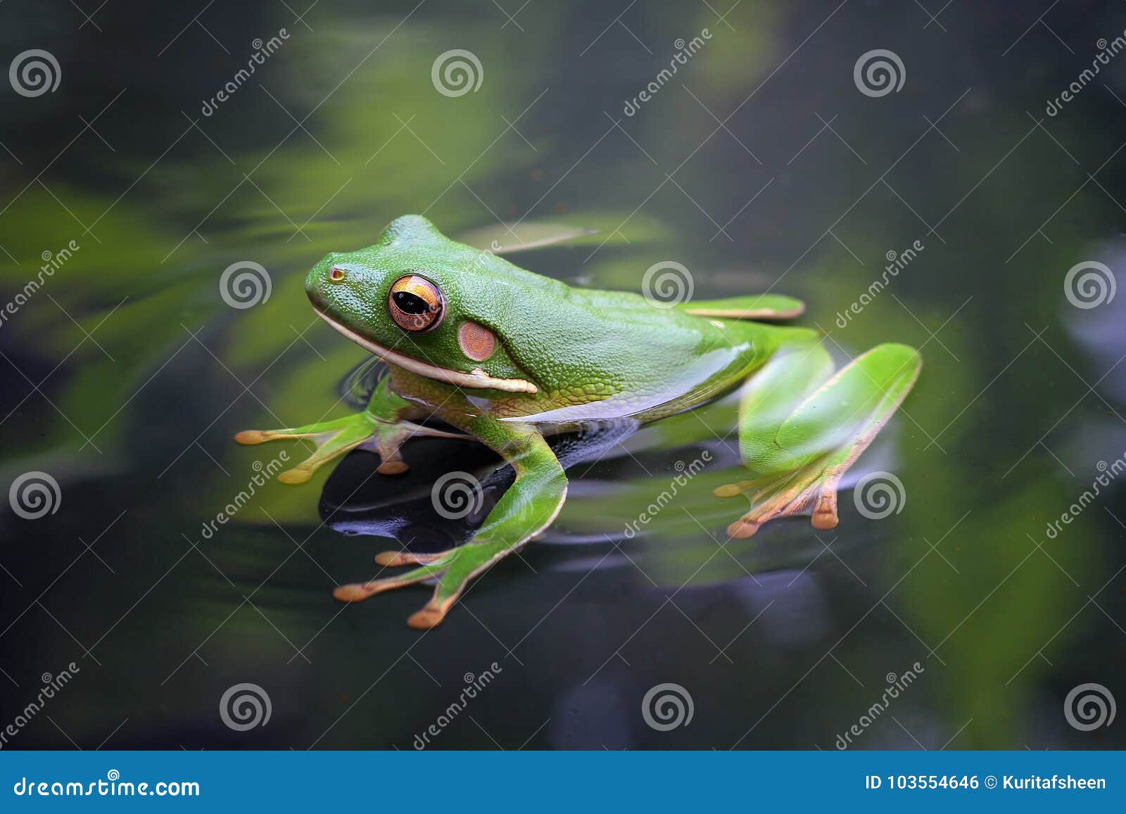 Beautiful White Lipped Tree Frog in Reflection Stock Photo - Image of ...