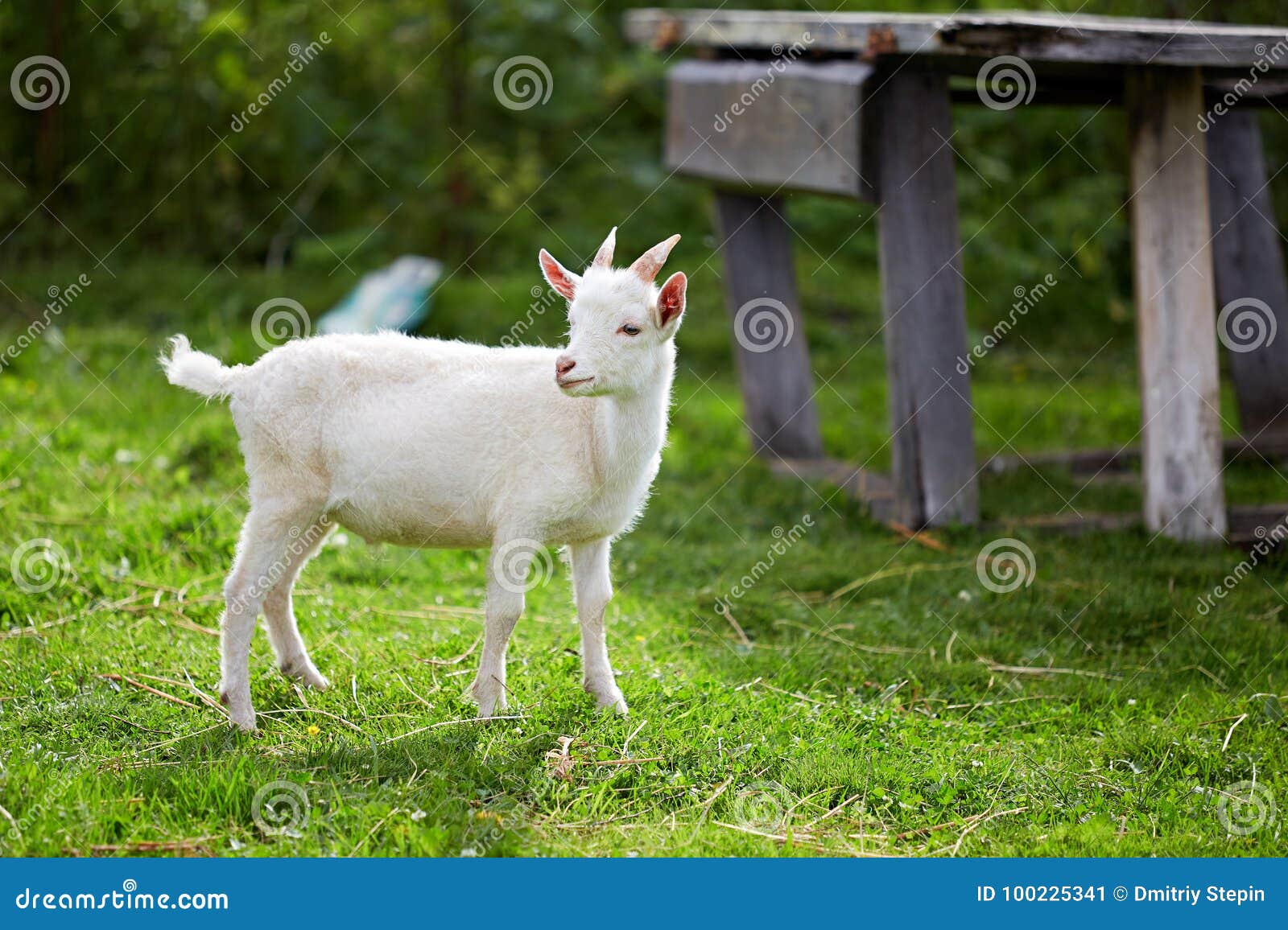 Beautiful White Little Goat on the Grass Stock Image - Image of ...