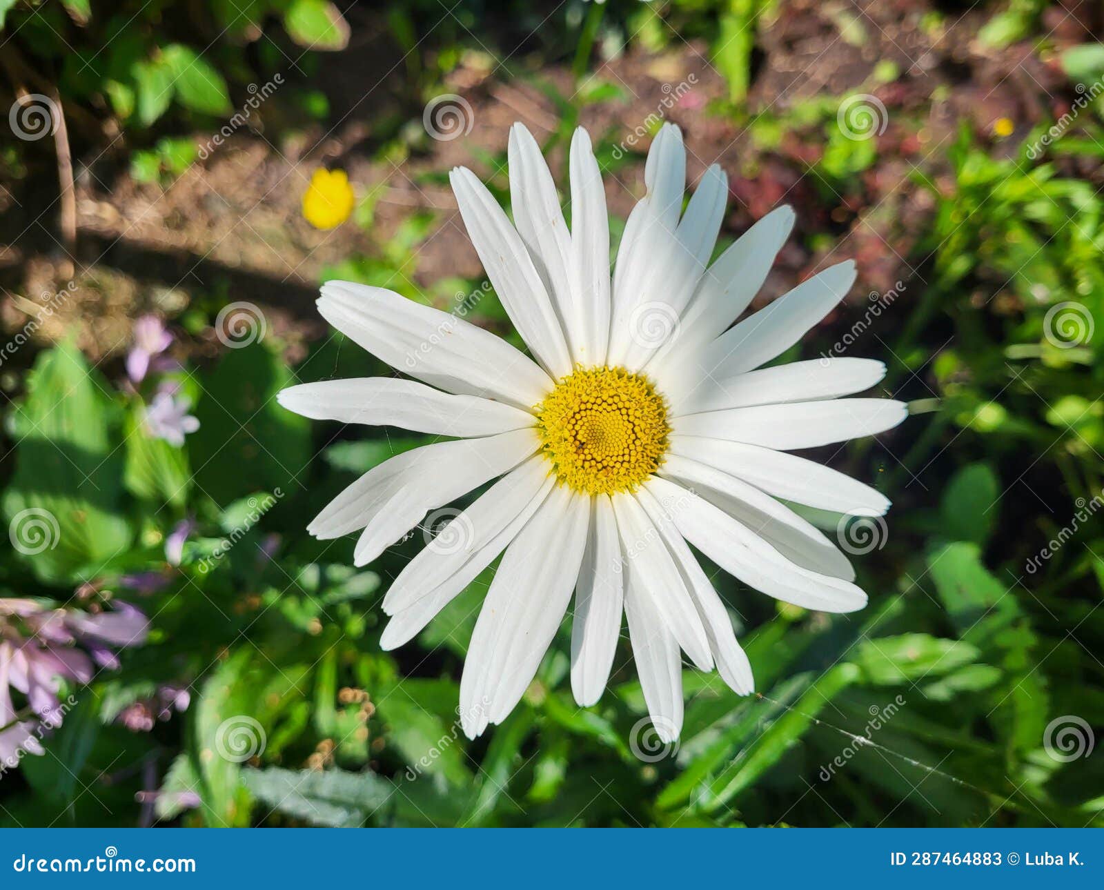 Beautiful White Lonely Daisy in the Green Grass Stock Image - Image of ...