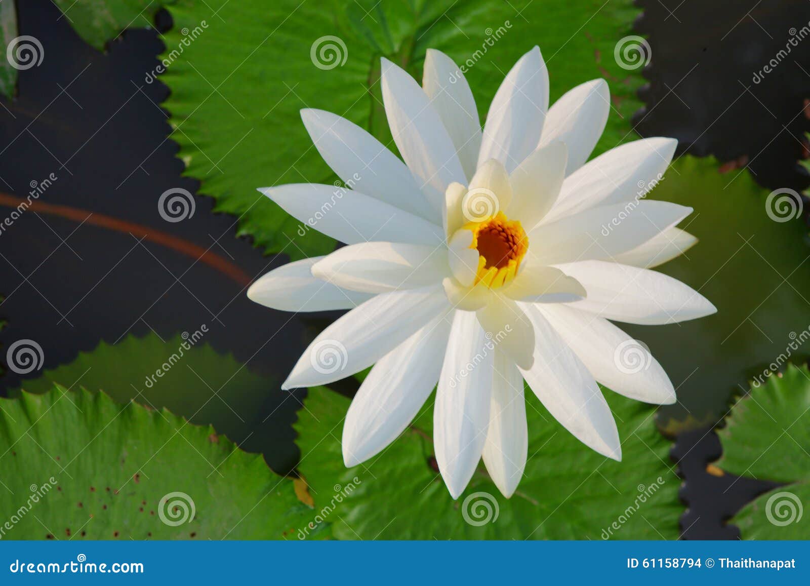 Beautiful white lotus stock photo. Image of blooming - 61158794