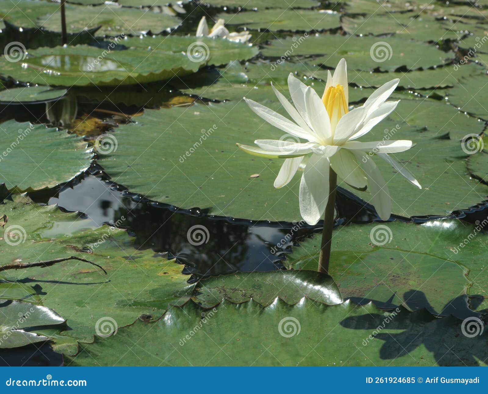 Beautiful White Lotus Seen the Side Stock Image - Image of fishpond ...