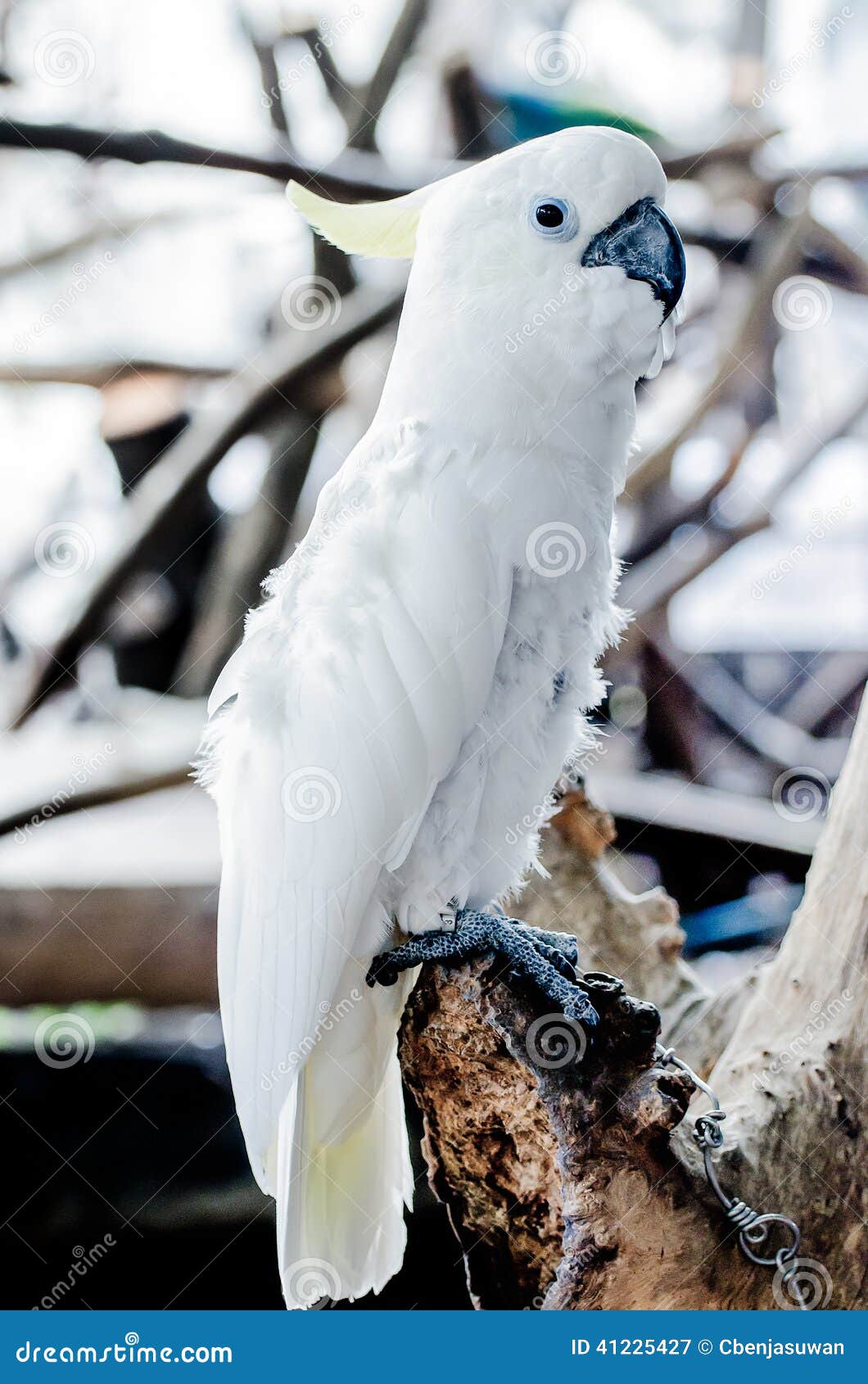 Beautiful of white macaw stock image. Image of hobby - 41225427