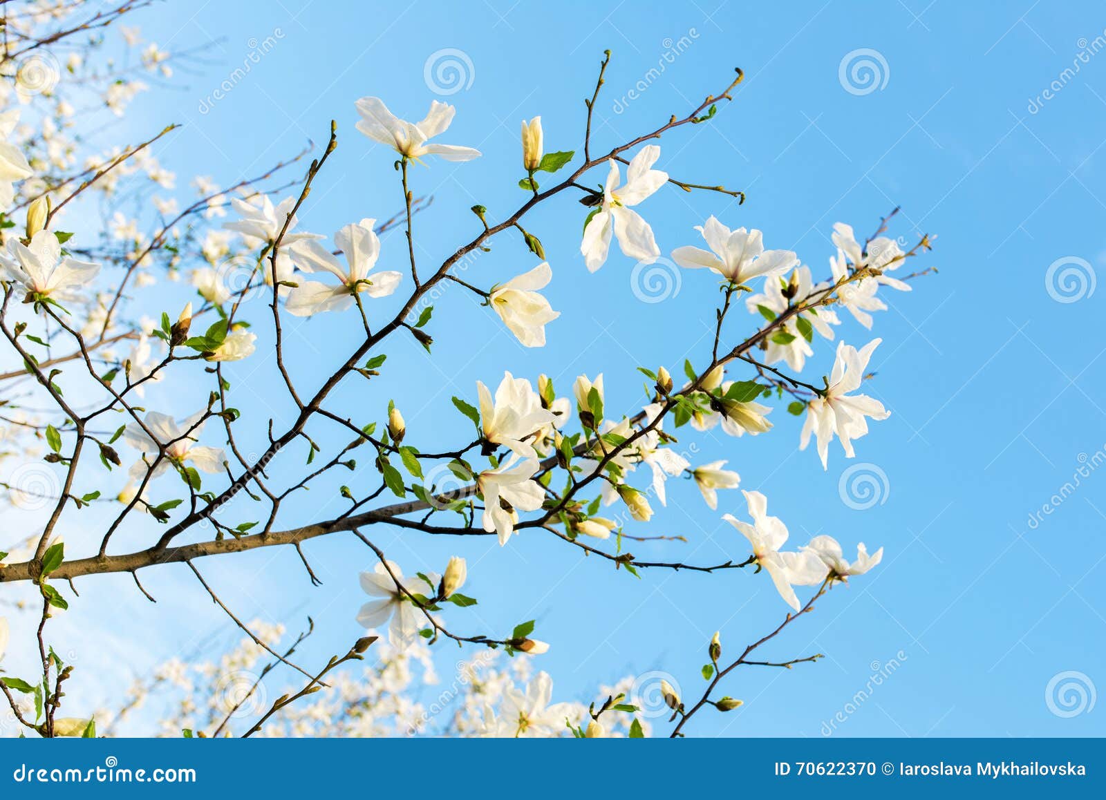 Beautiful White Magnolias on a Background Blue Sky Stock Photo - Image ...