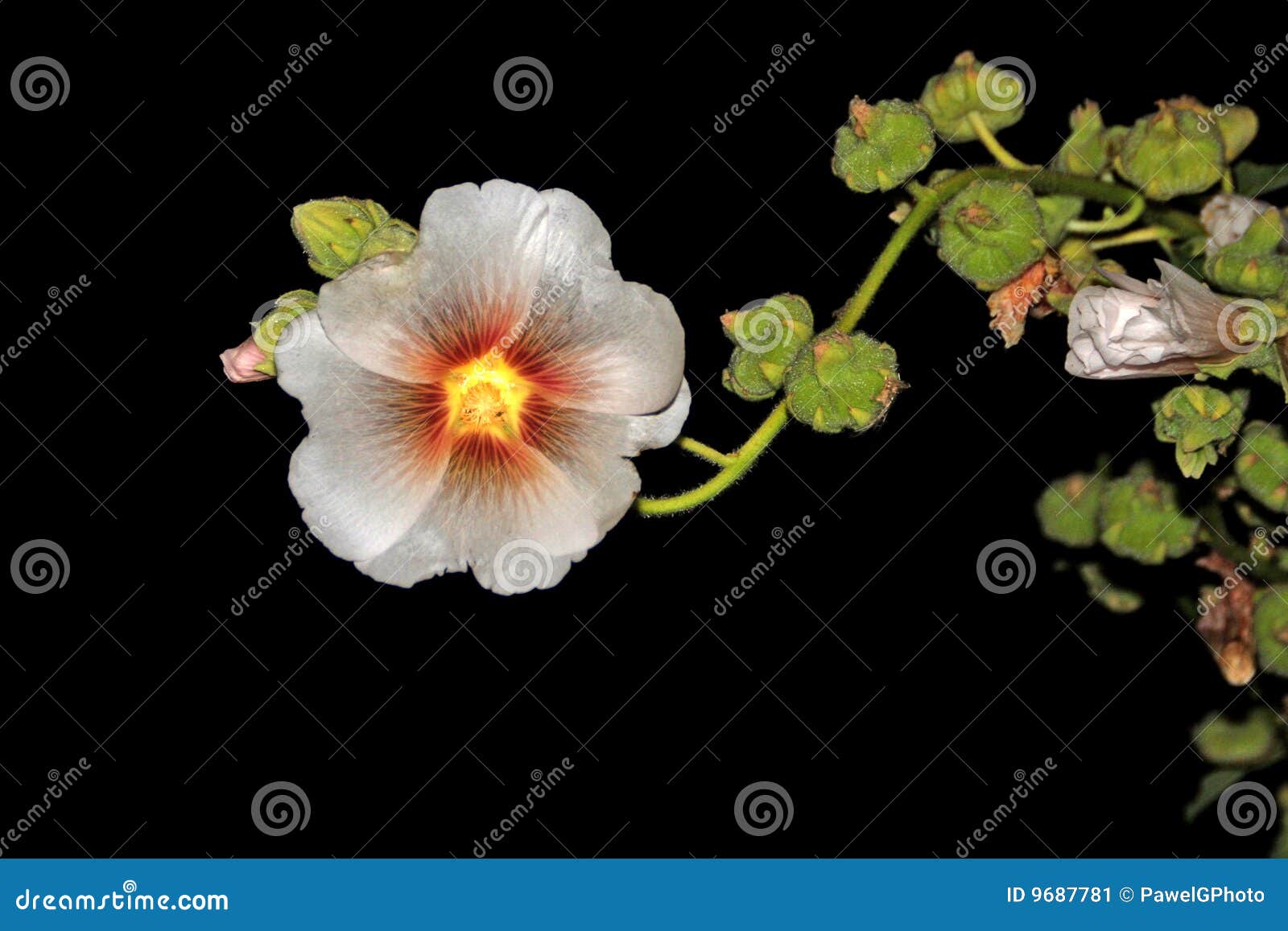 Beautiful White Malva at Night Stock Image - Image of malva, lavatera ...
