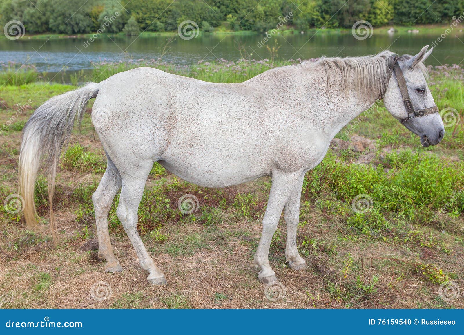 Beautiful white mare stock photo. Image of animal, equine - 76159540