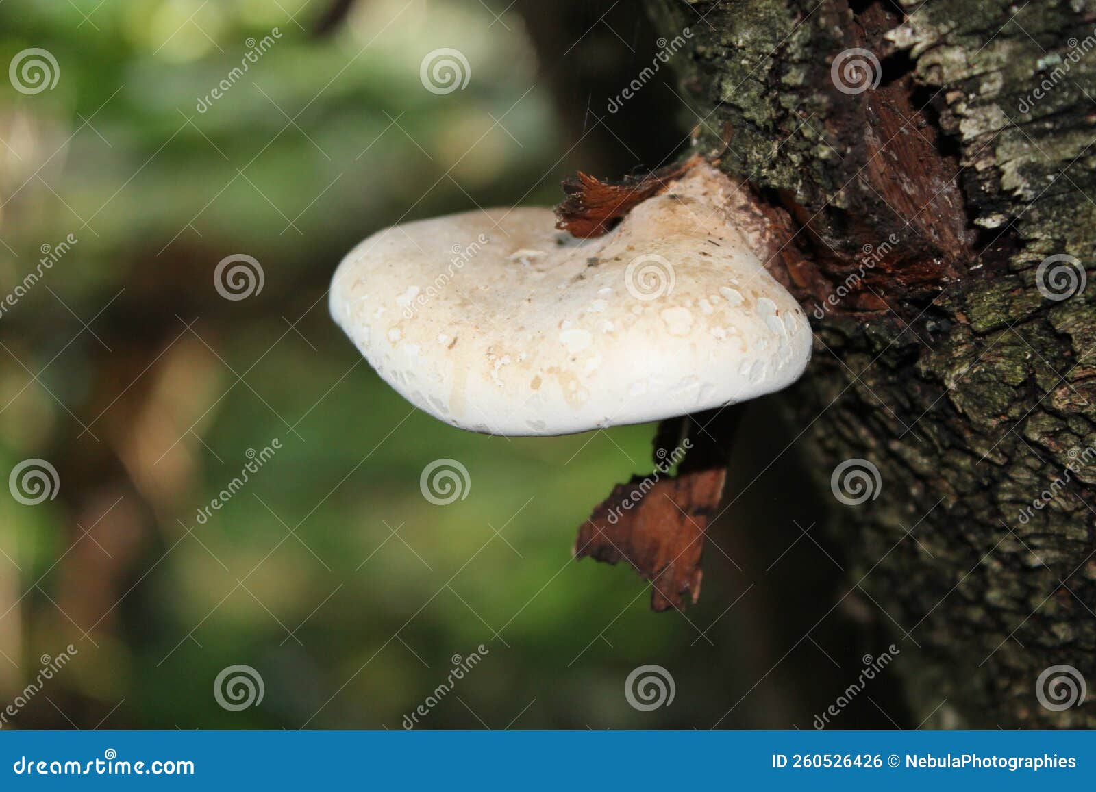 Beautiful White Mushroom on a Tree Trunk Stock Photo - Image of wood ...