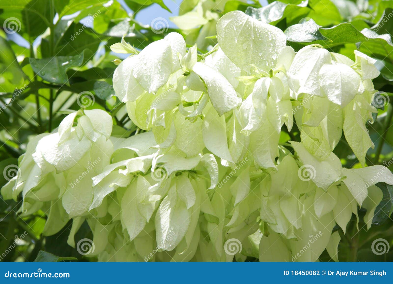 Beautiful White Mussaenda Flower Stock Photo - Image of close, botany ...