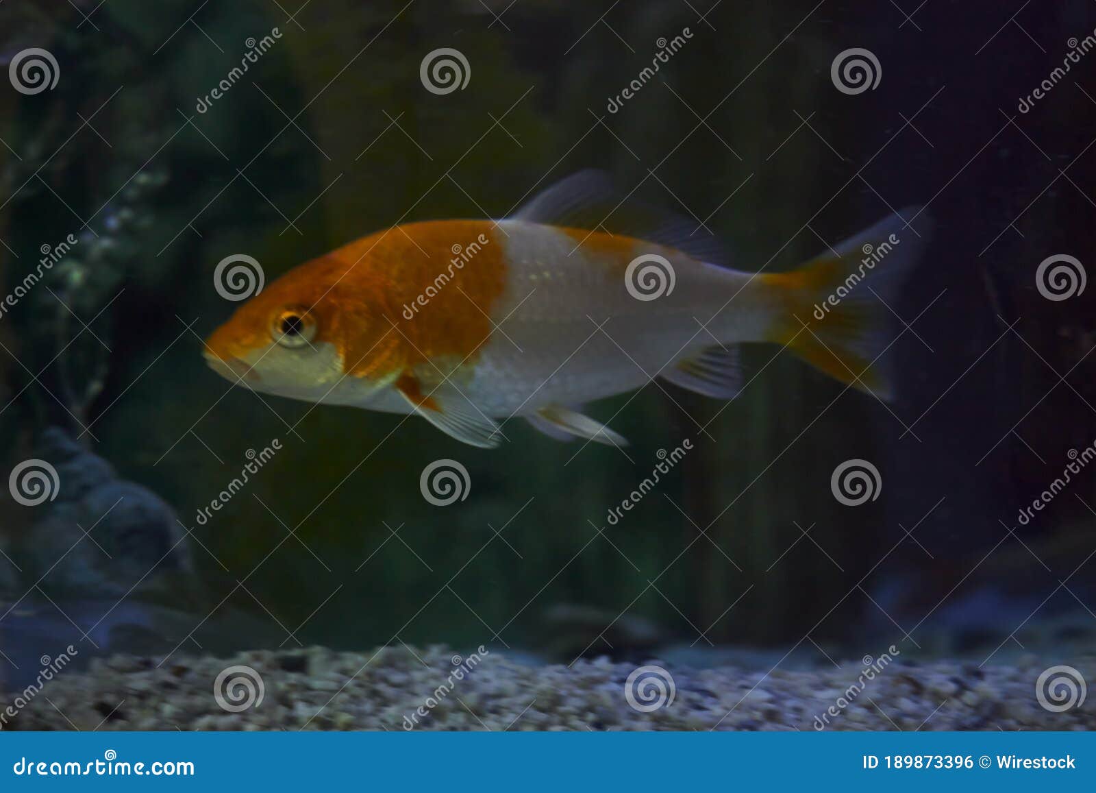 Beautiful White and Orange Comet Fish Swimming in the Aquarium Stock ...