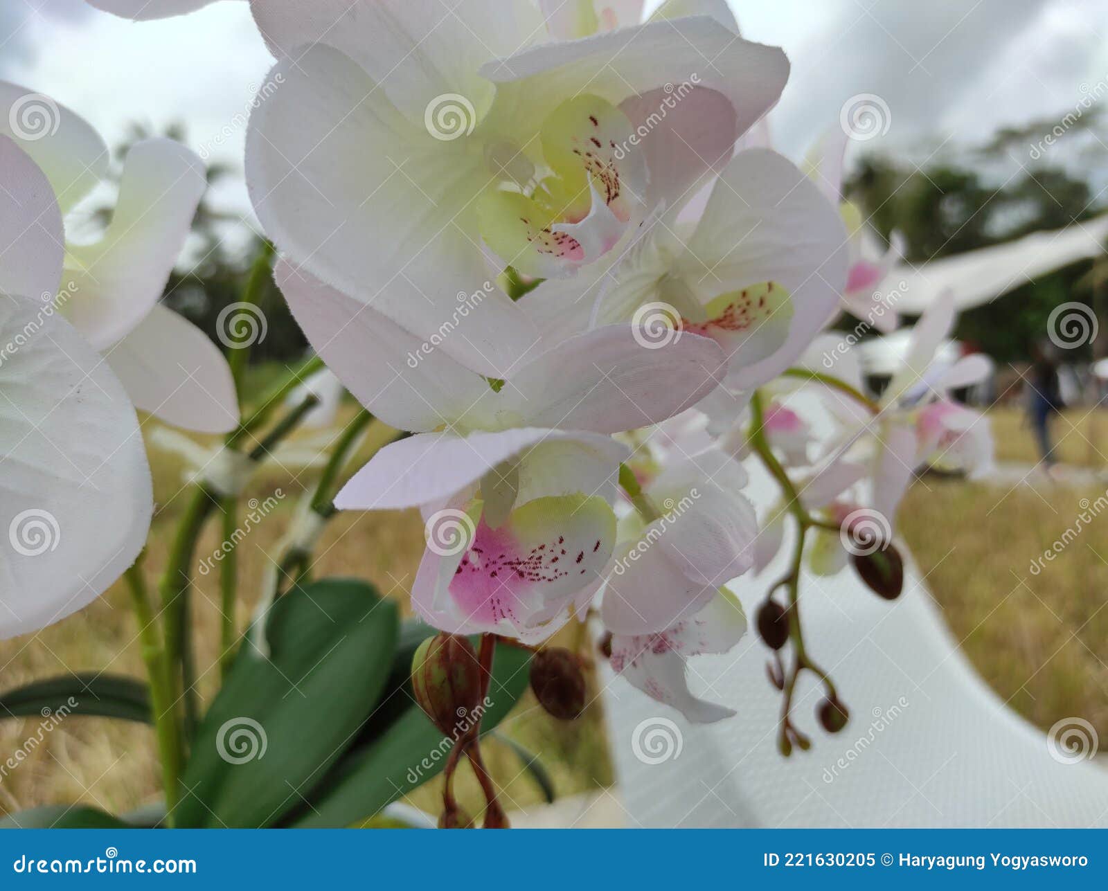 Beautiful White Orchid with Rice Field Background Stock Image - Image ...