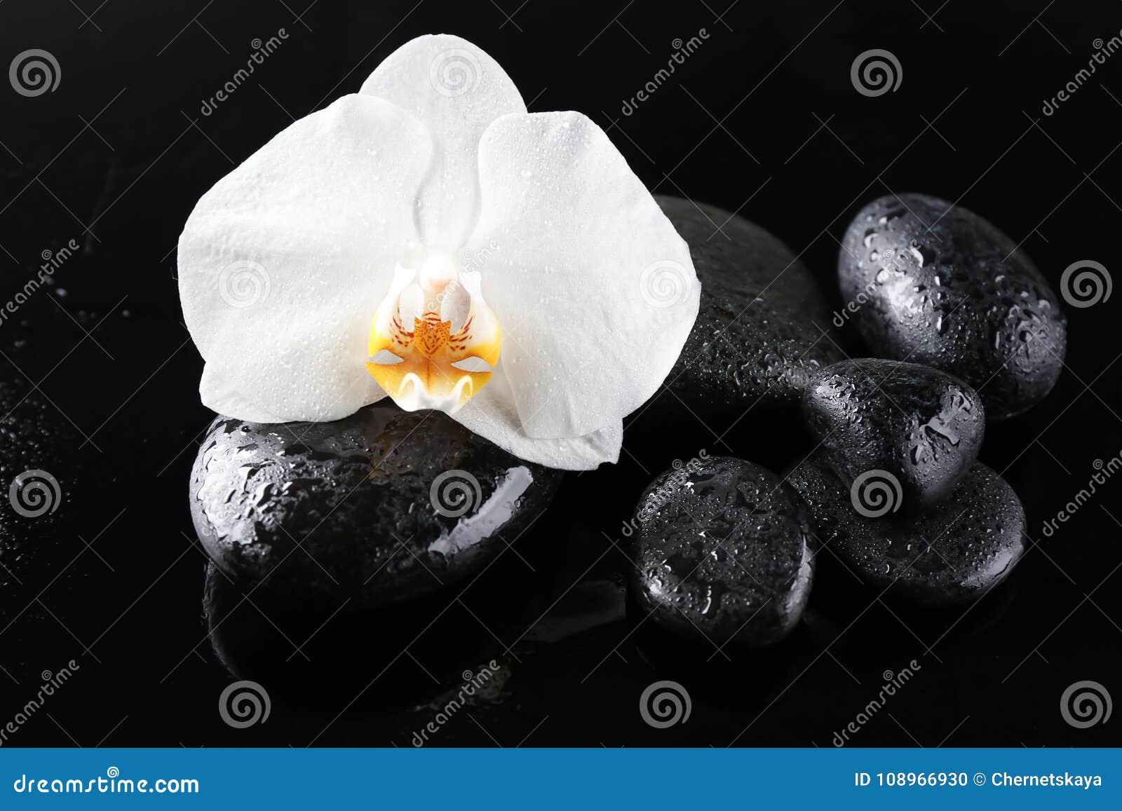 Beautiful White Orchid with Stones Stock Photo - Image of closeup, dark ...