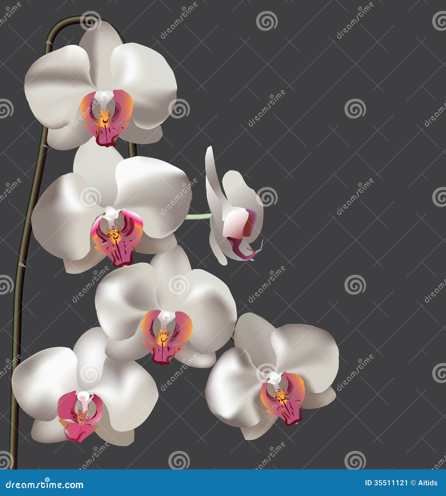 Beautiful white orchids stock vector. Illustration of orchid - 35511121