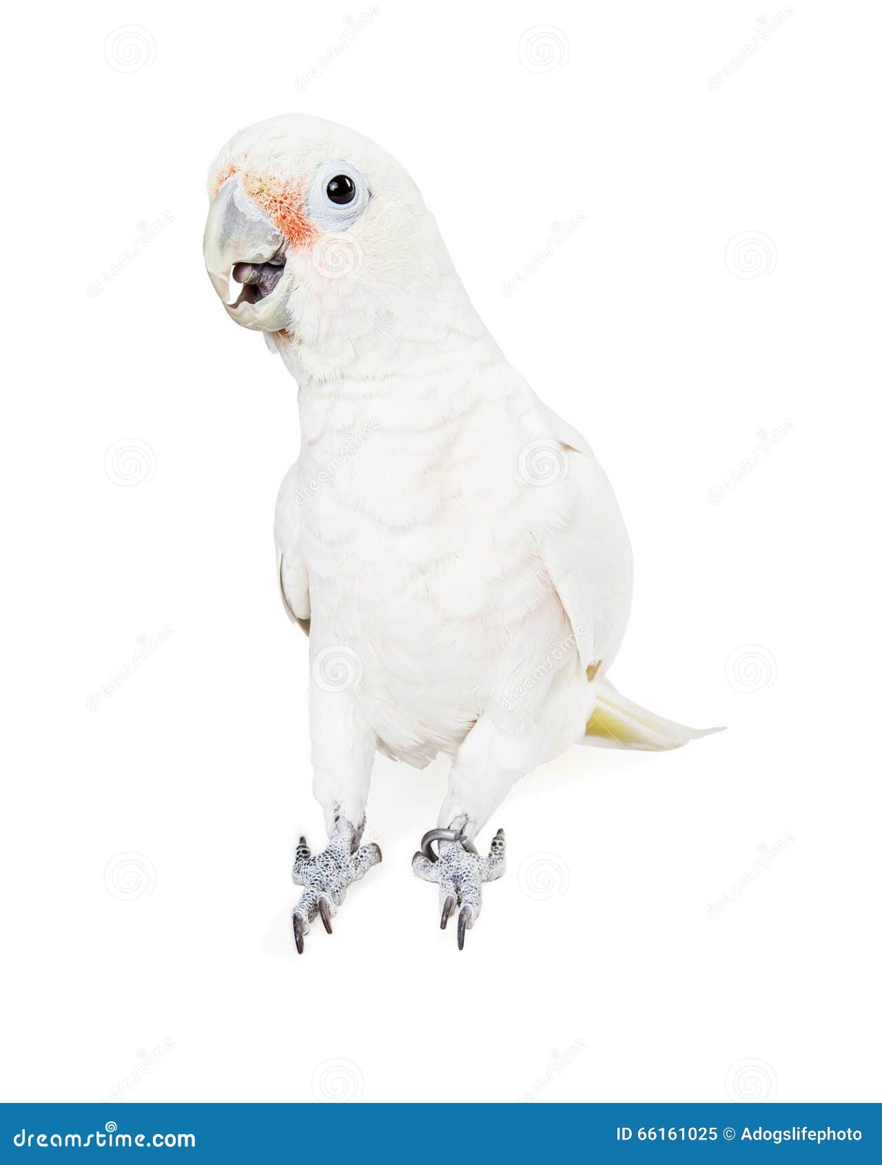 Beautiful White Parrot Bird Isolated Stock Image - Image of indoors ...