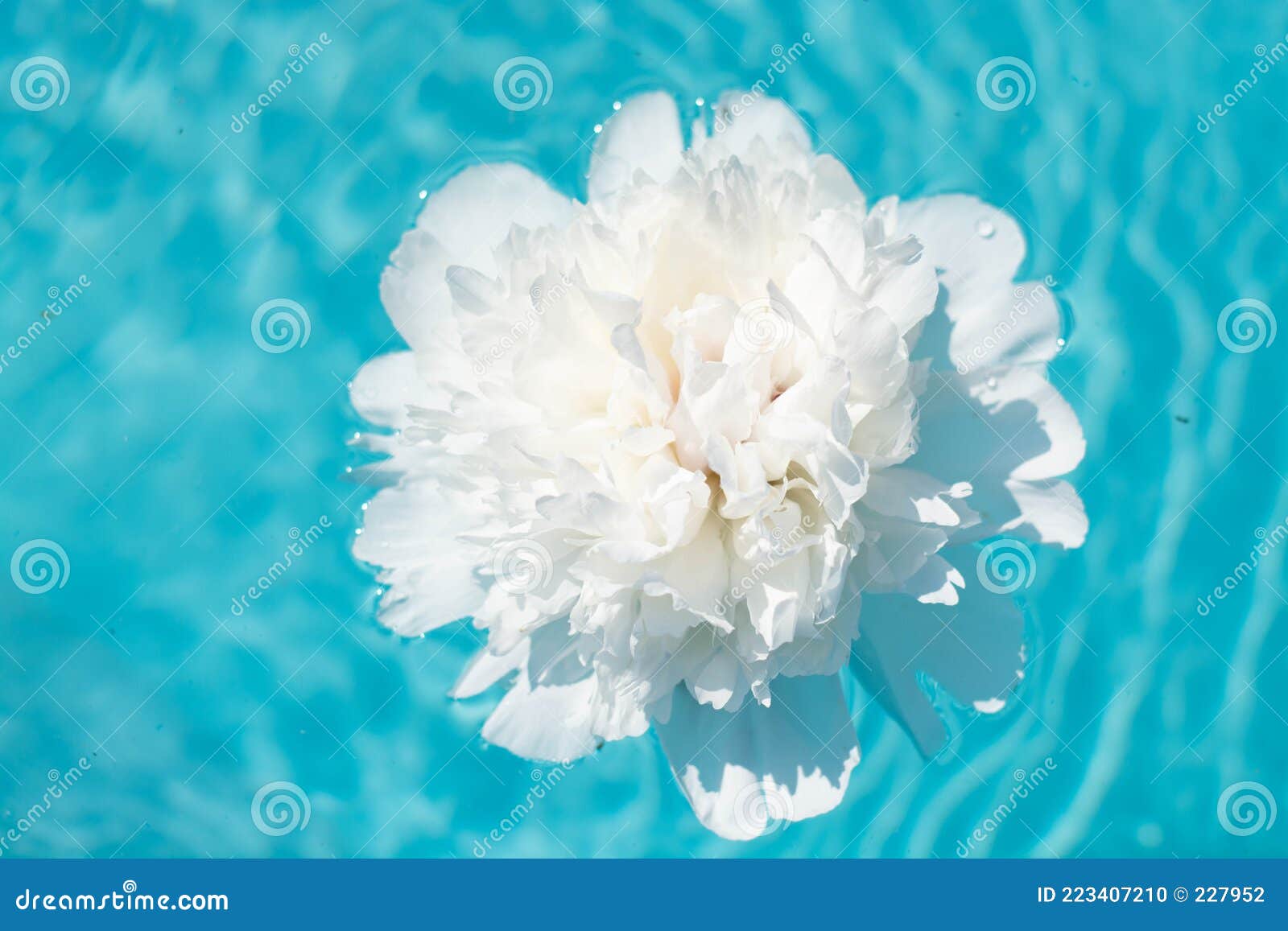 A Beautiful White Peony in the Water, on a Blue Background. Stock Photo ...