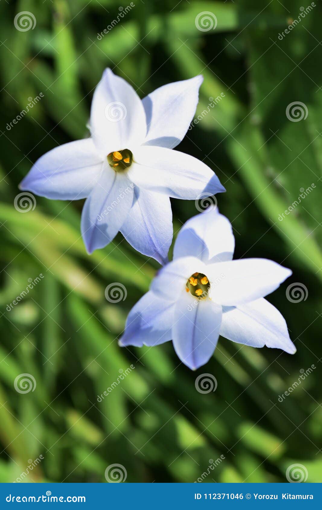 Spring starflower stock photo. Image of south, nature - 112371046
