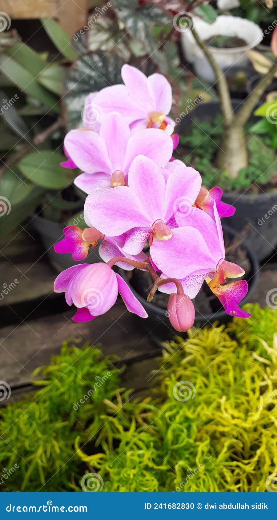 Beautiful White and Pink Anggrek Flower Stock Photo - Image of garden ...